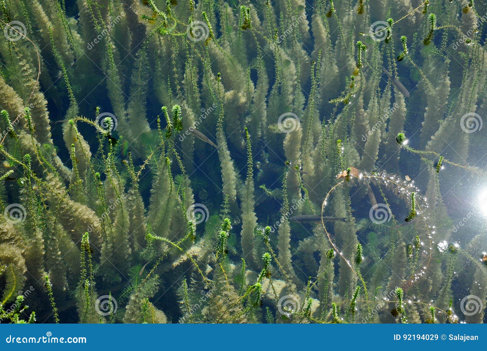 Green Freshwater Underwater Vegetation Stock Image - Image of algae ...
