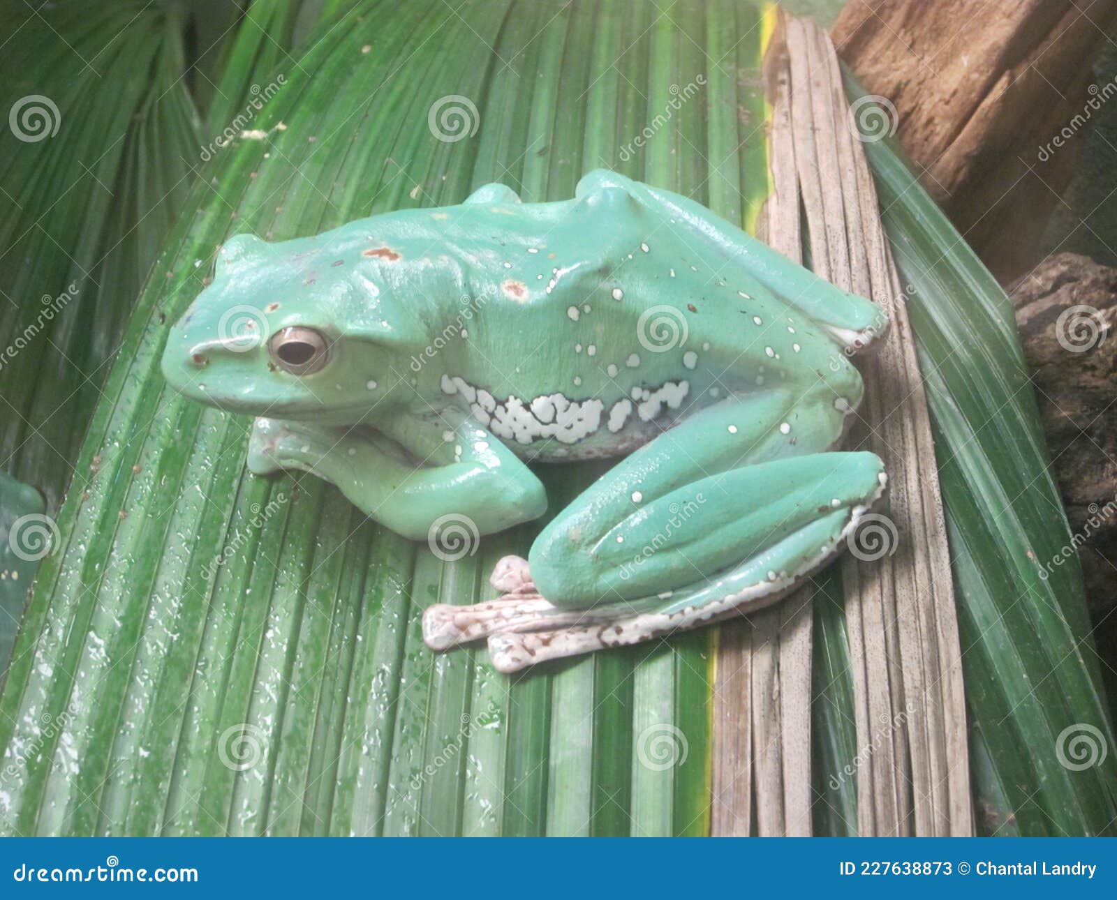 Green Frogâ€¦ stock image. Image of leaf, green, outside - 227638873