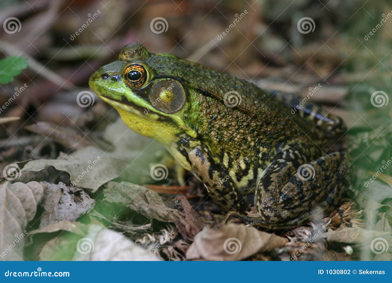 Green frog stock photo. Image of swamp, water, toads, amphibian - 1030802