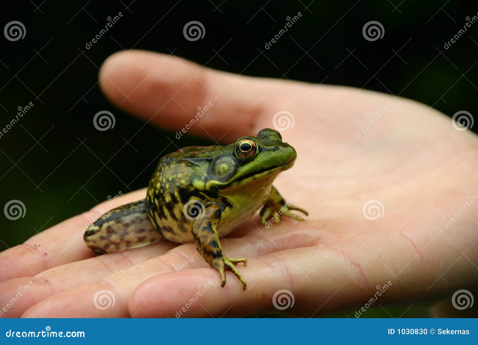 Green frog stock photo. Image of amphibians, lakes, amphibian - 1030830