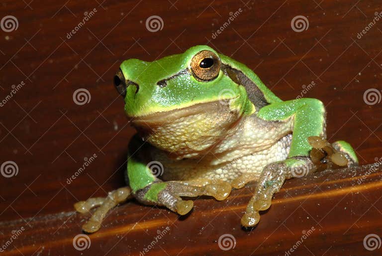 Green Frog stock image. Image of close, wildlife, jump - 11489955