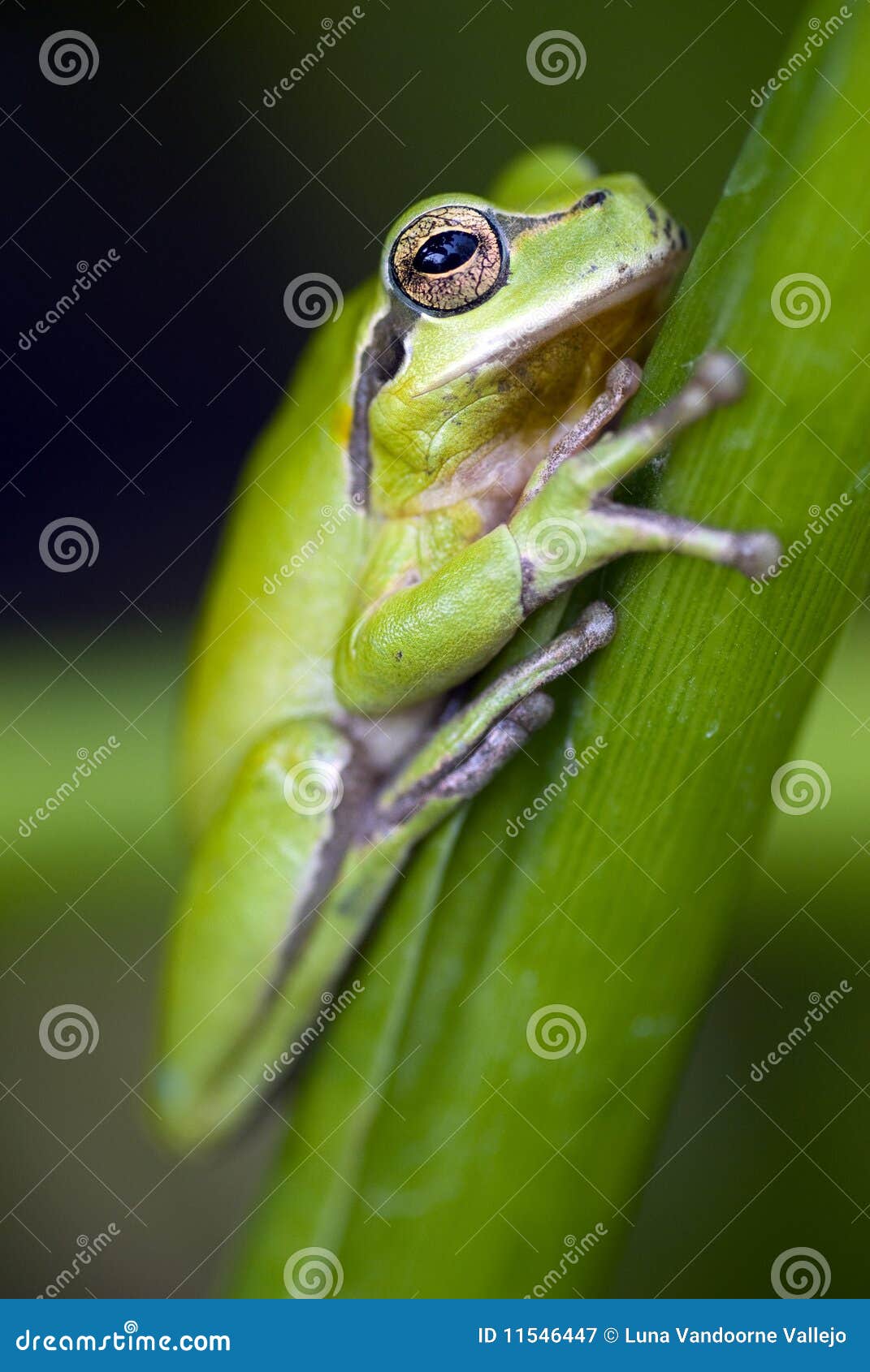 Green frog stock image. Image of meridionalis, hyla, ecology - 11546447
