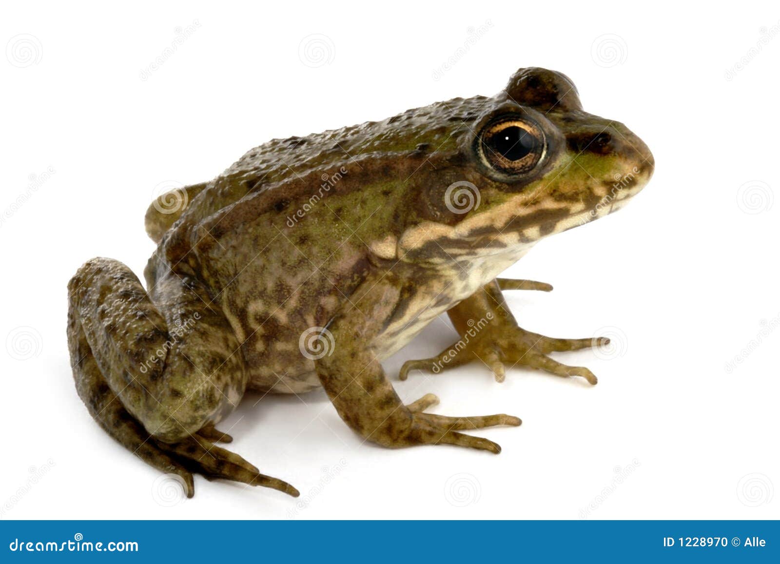 Green Frog stock photo. Image of macro, crawler, eyed - 1228970