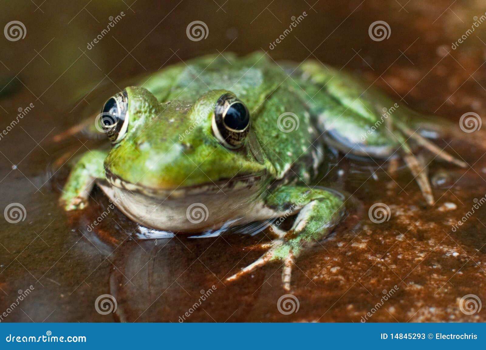 Green Frog stock image. Image of hiding, jump, wildlife - 14845293