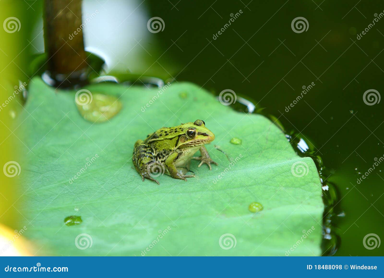 Green frog stock photo. Image of water, habitat, amphibians - 18488098