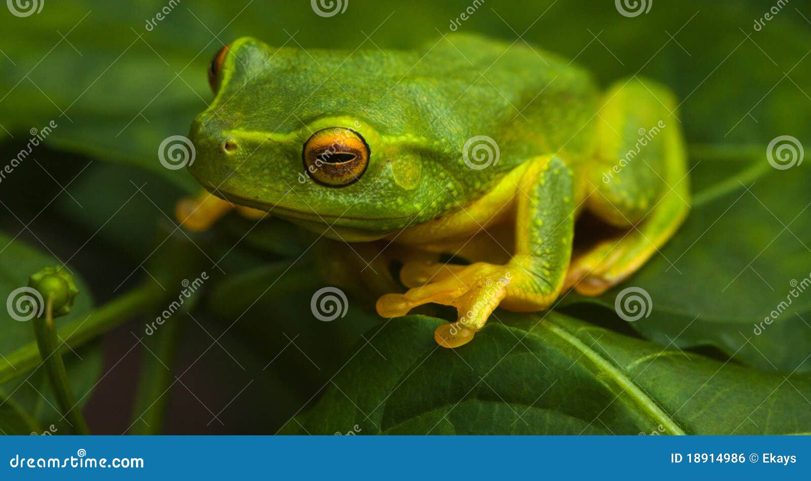 Green frog stock photo. Image of cute, jungle, natural - 18914986