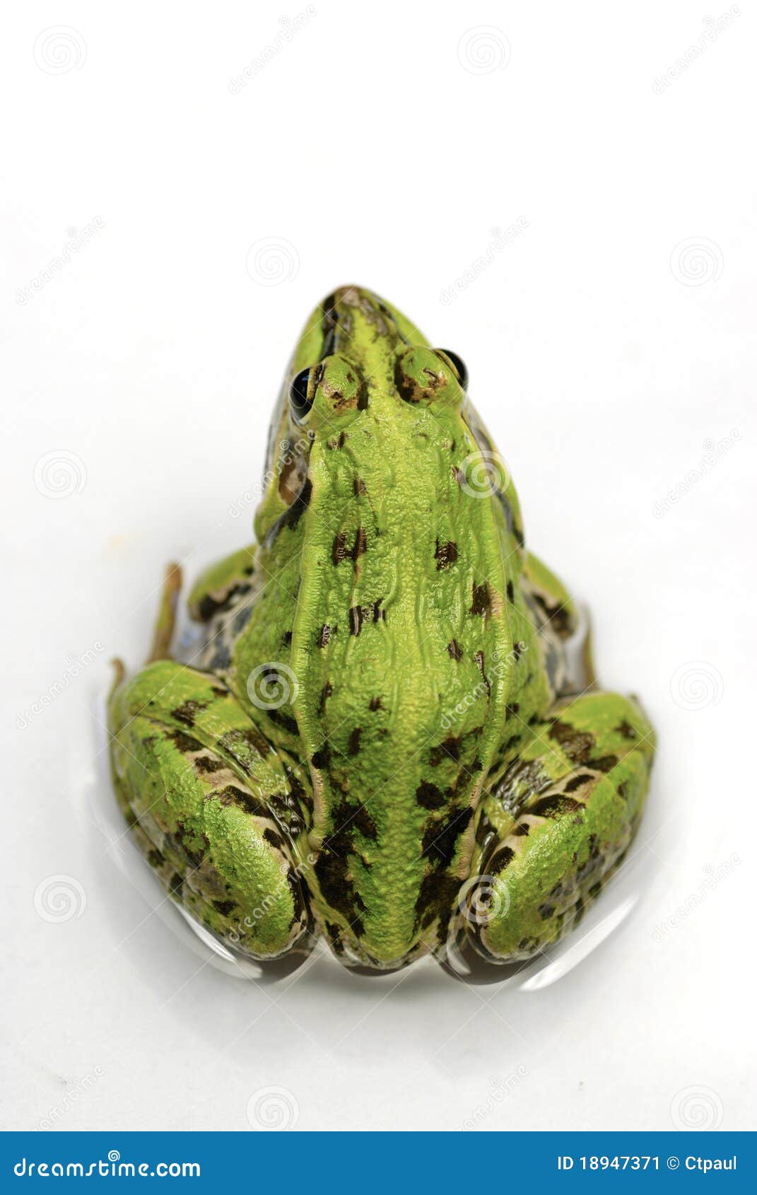 Green frog stock image. Image of pond, white, macro, amphibian - 18947371