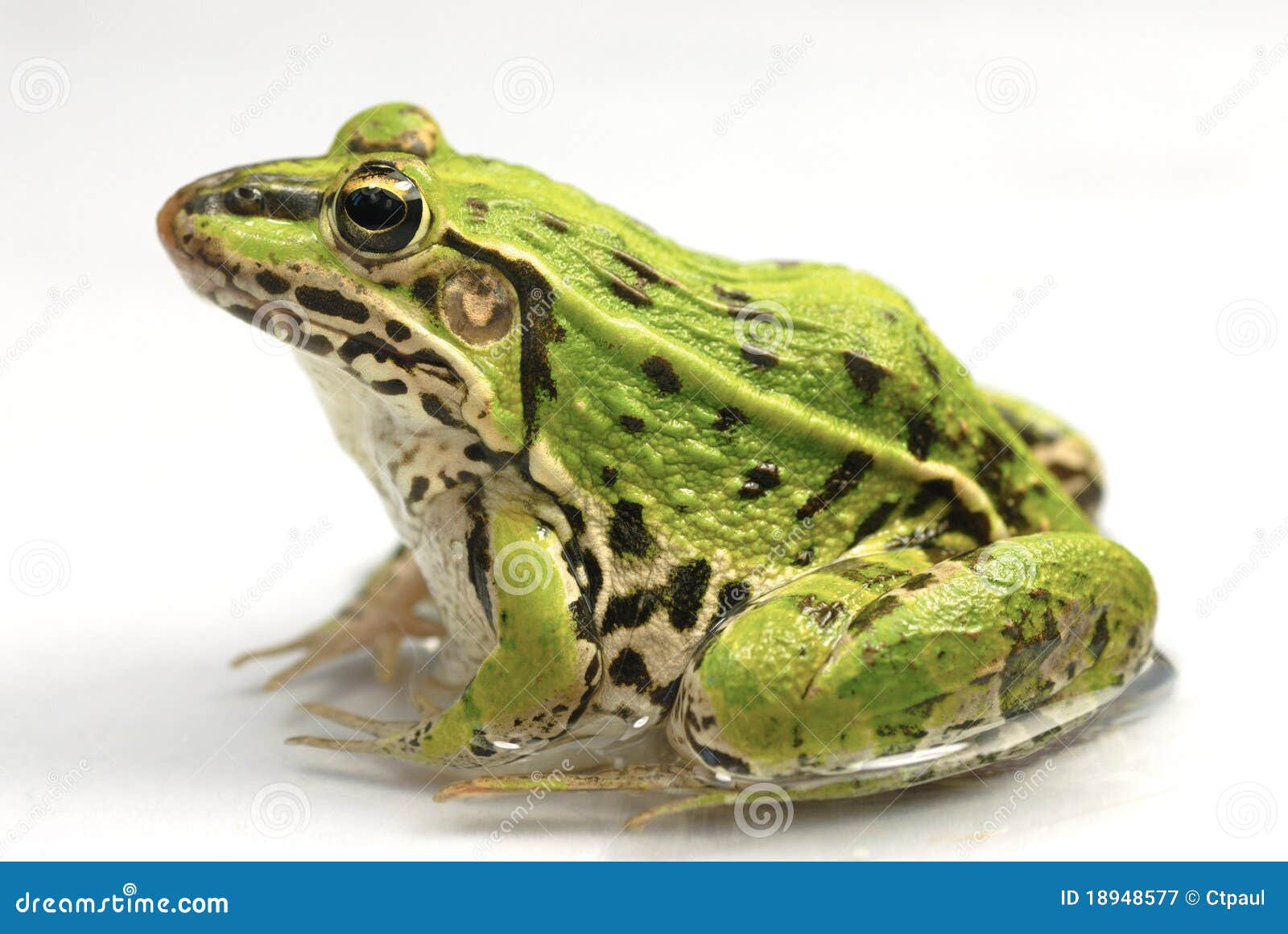 Green Frog Royalty Free Stock Photography - Image: 18948577
