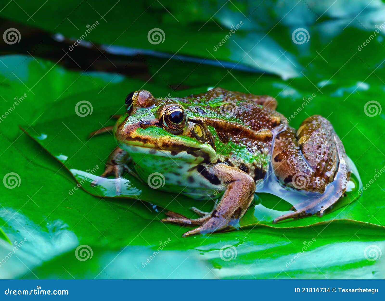 Green Frog stock photo. Image of juvenile, amphibian - 21816734