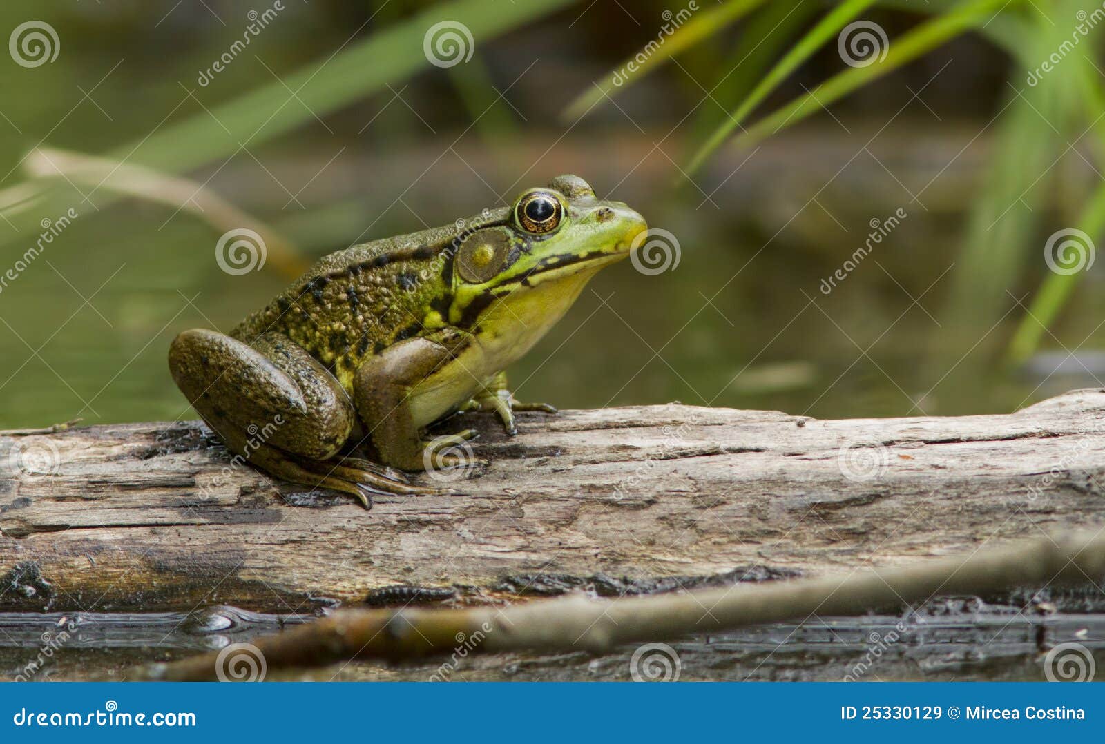 Green Frog stock image. Image of reflection, melanota - 25330129