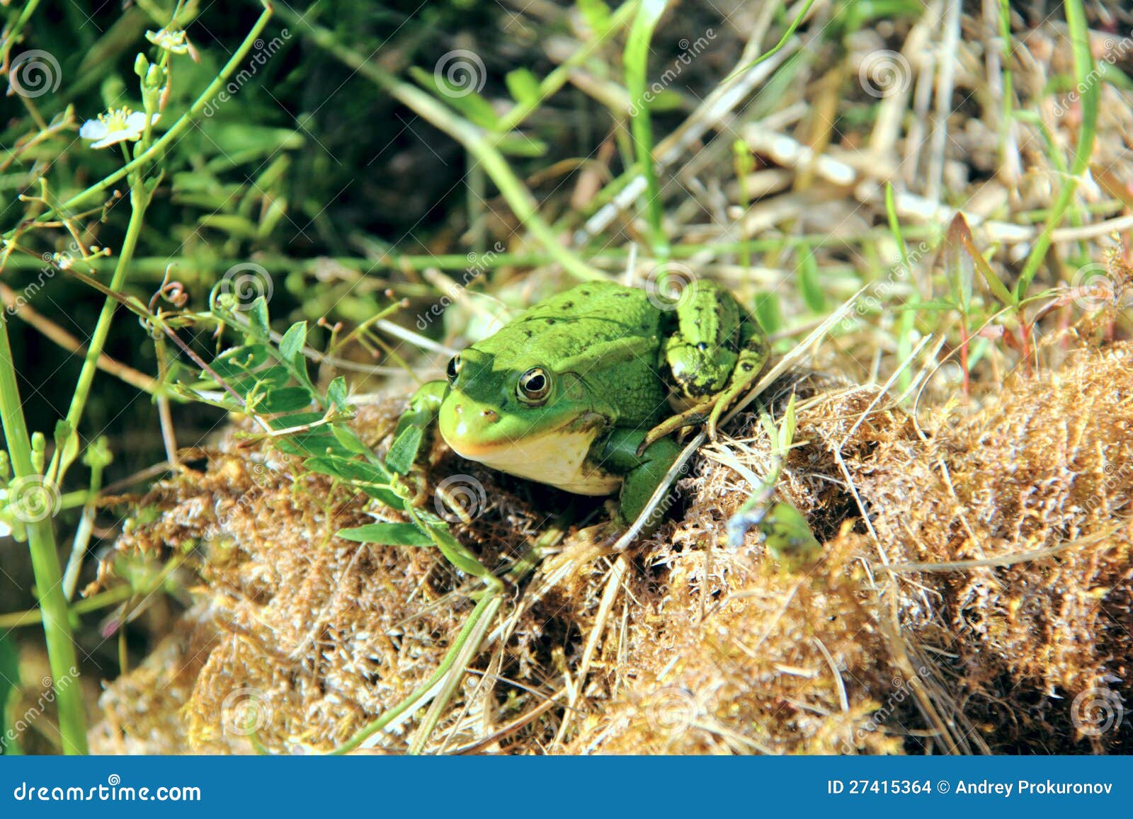 Green frog. stock photo. Image of frog, animals, color - 27415364