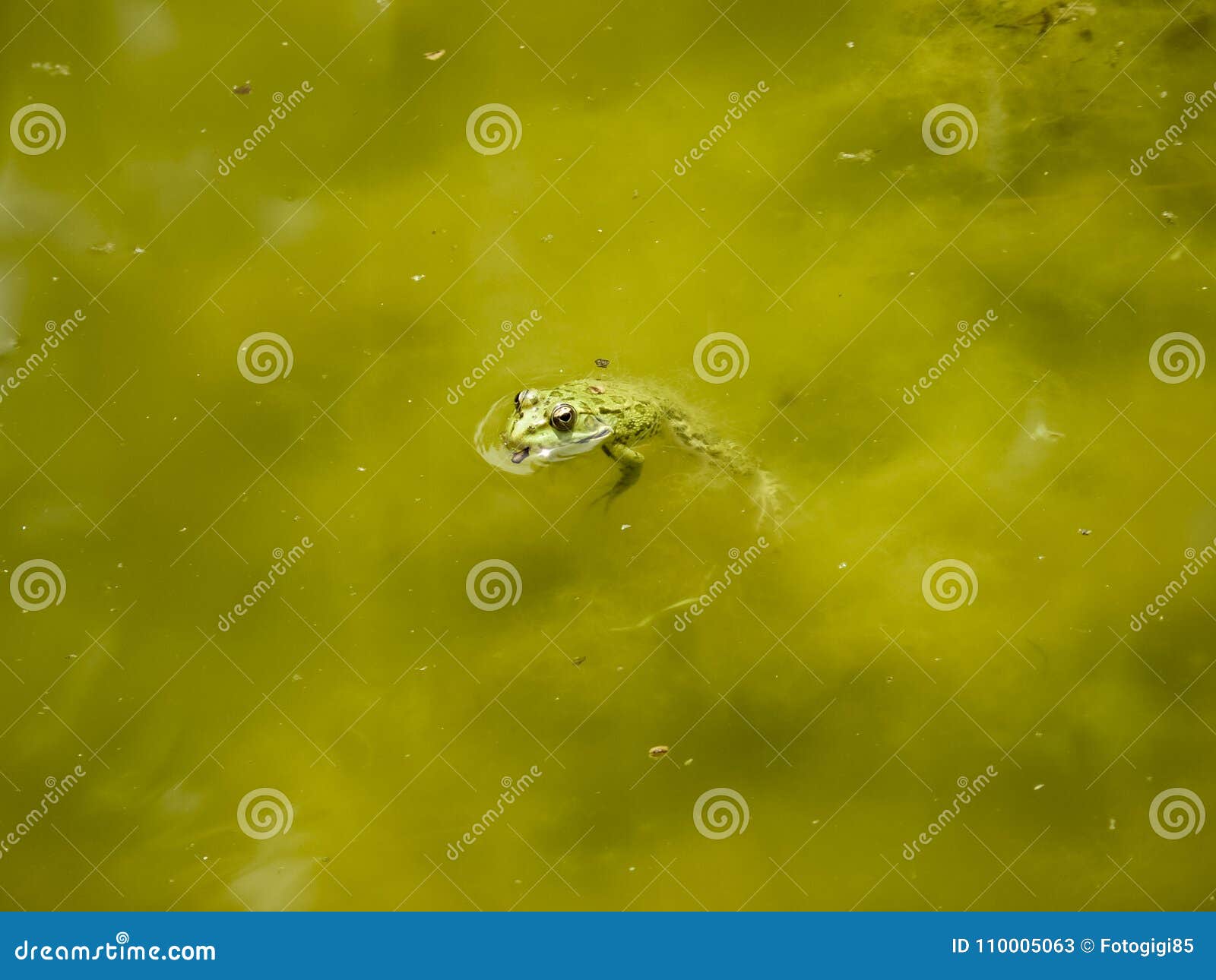 The Green Frog. the Amphibian Frog is Ordinary. Stock Image - Image of ...