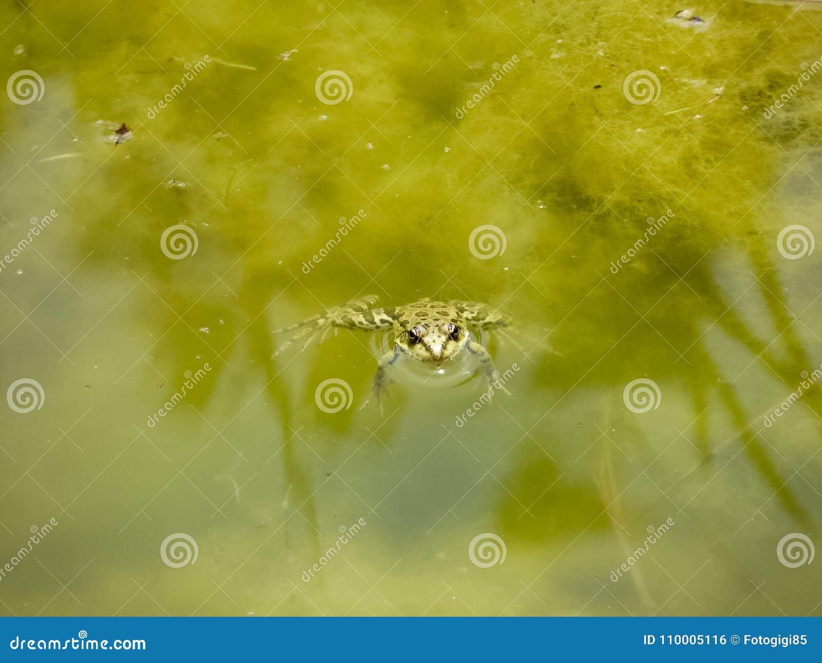 The Green Frog. the Amphibian Frog is Ordinary. Stock Photo - Image of ...