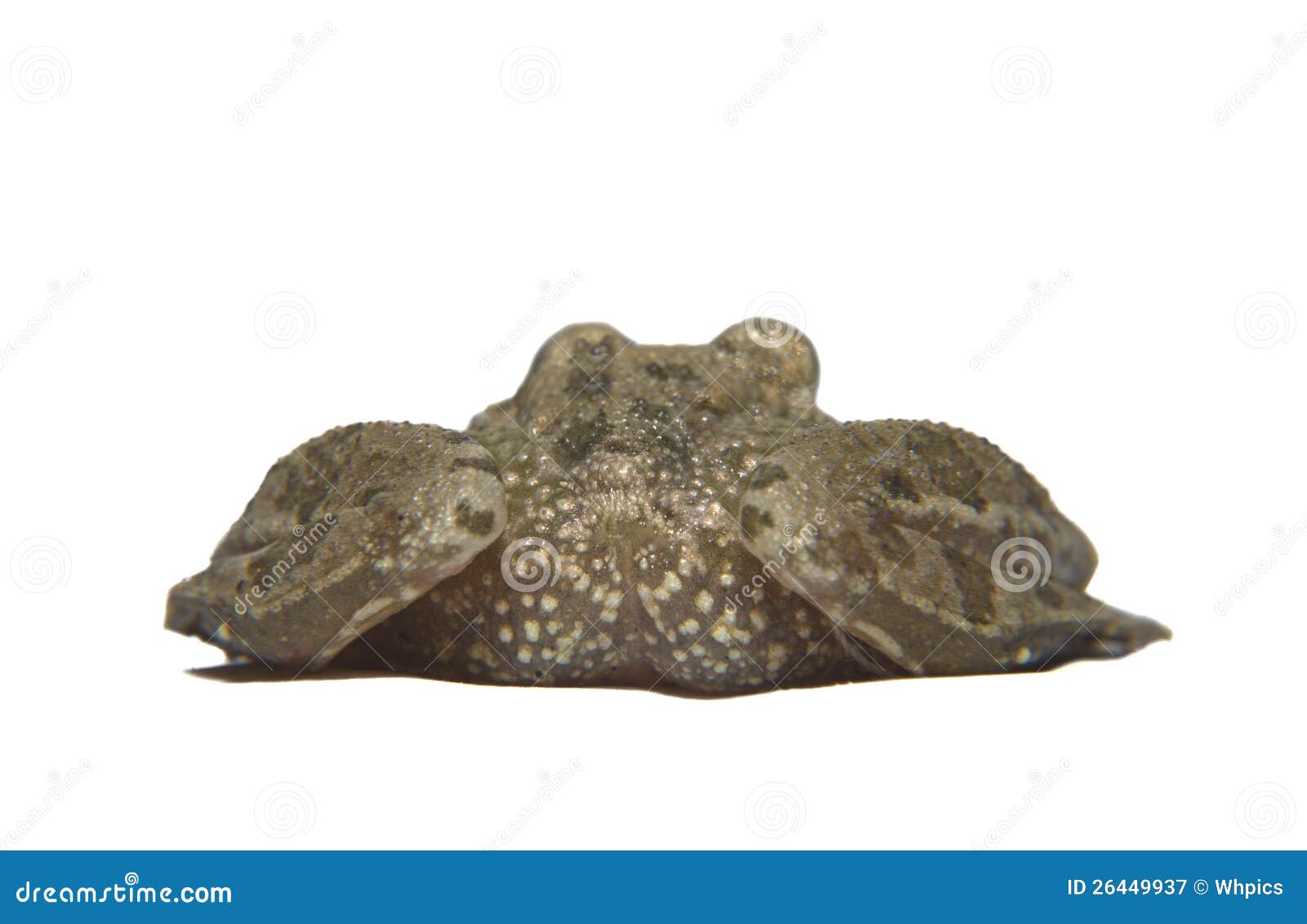 Green frog back stock image. Image of perezs, perezi - 26449937
