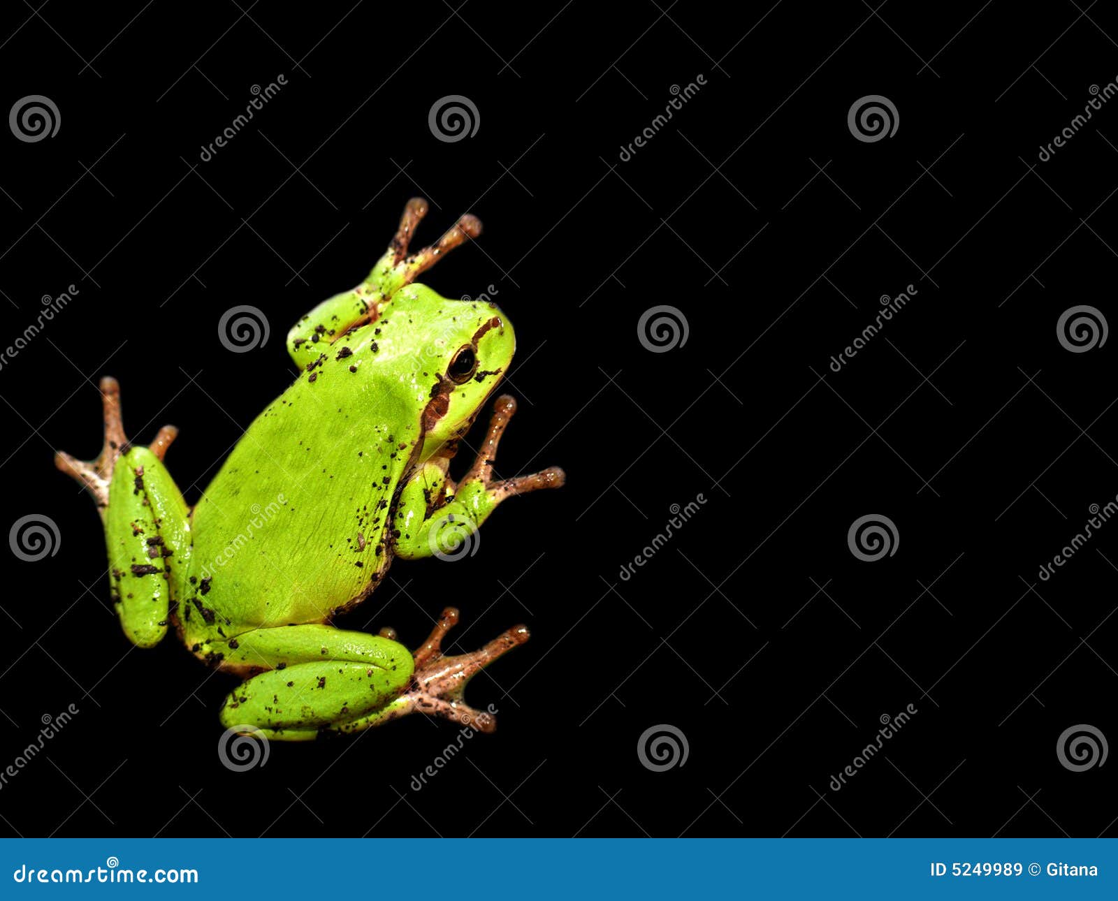 Green frog background stock image. Image of nature, space - 5249989