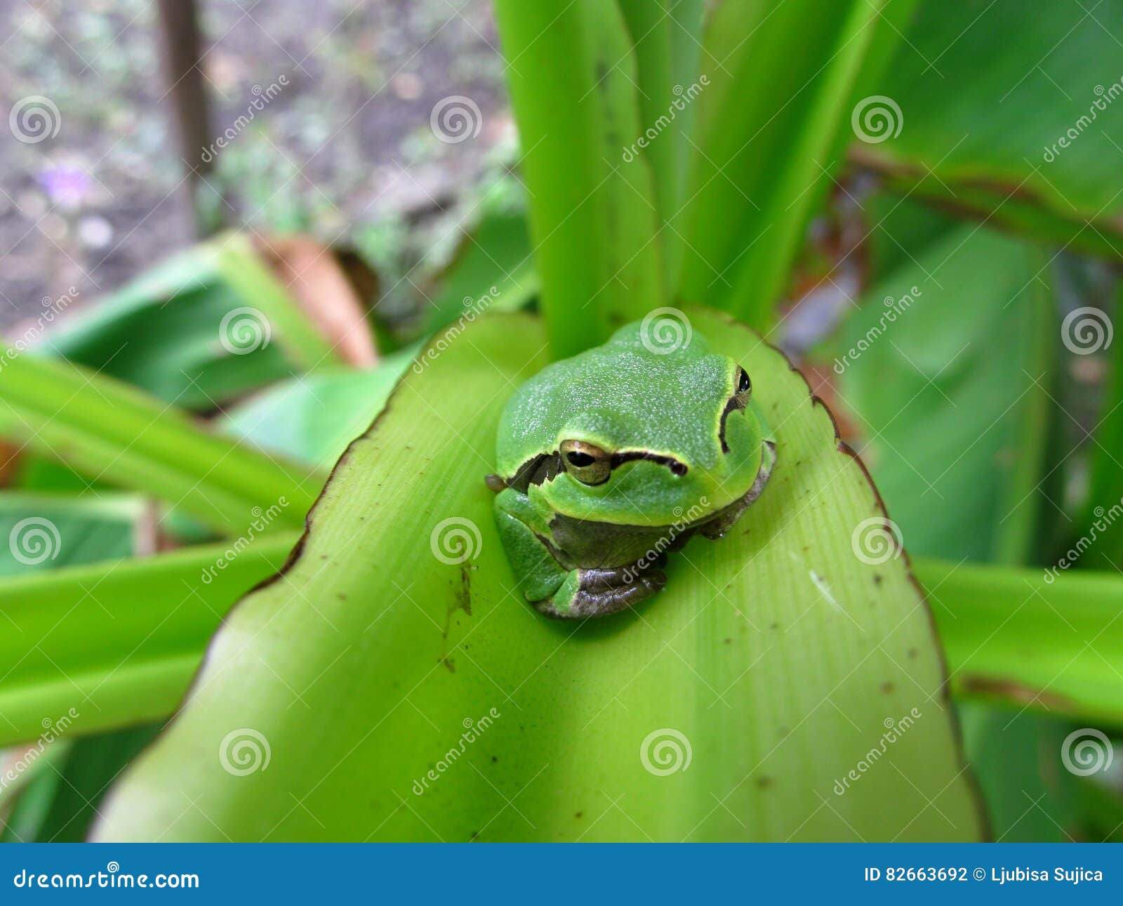 Green Frog on Banana stock photo. Image of nature, colorful - 82663692
