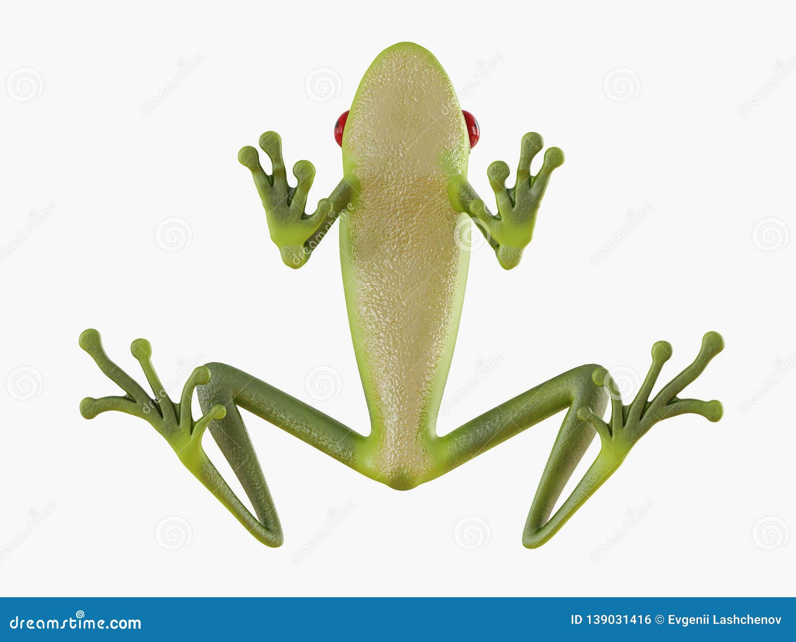Green Frog Bottom View on White Background 3d Rendering Stock ...