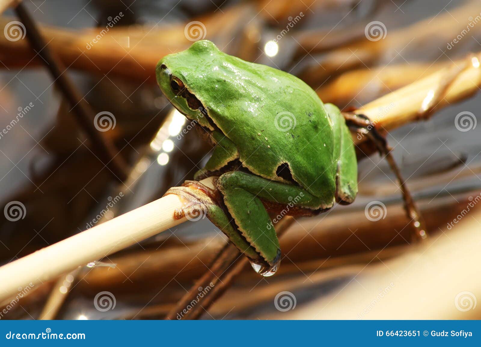 Green frog on the branch. stock image. Image of nature - 66423651