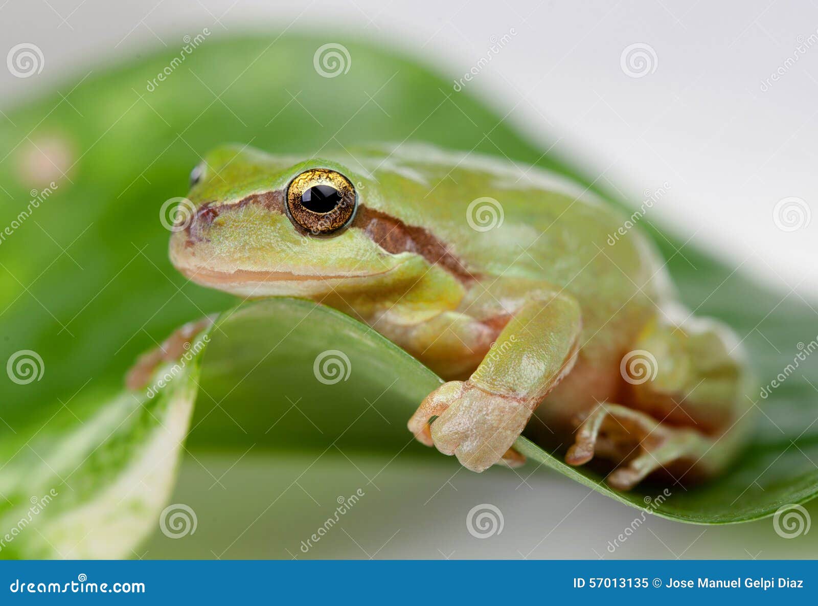 Green Frog with Bulging Eyes Golden Stock Image - Image of macro ...