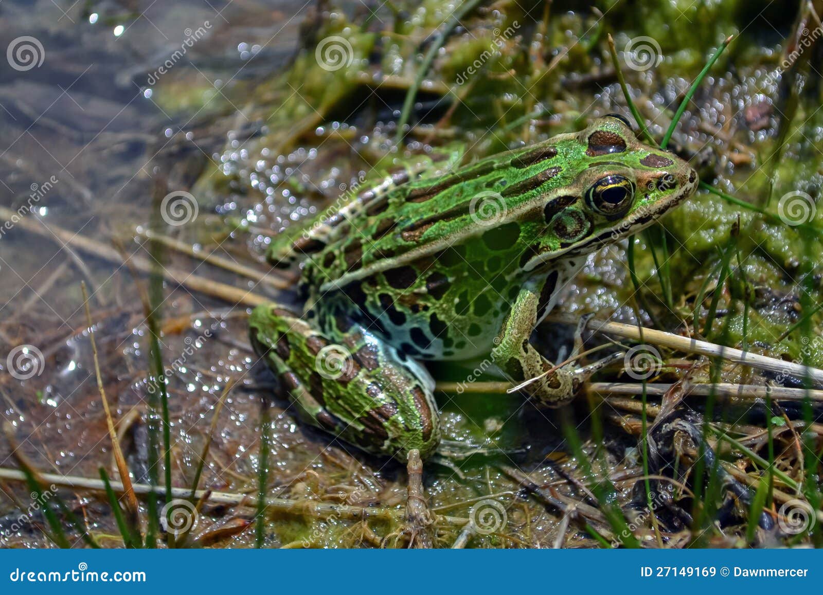 Green Frog Closeup stock image. Image of nature, forest - 27149169