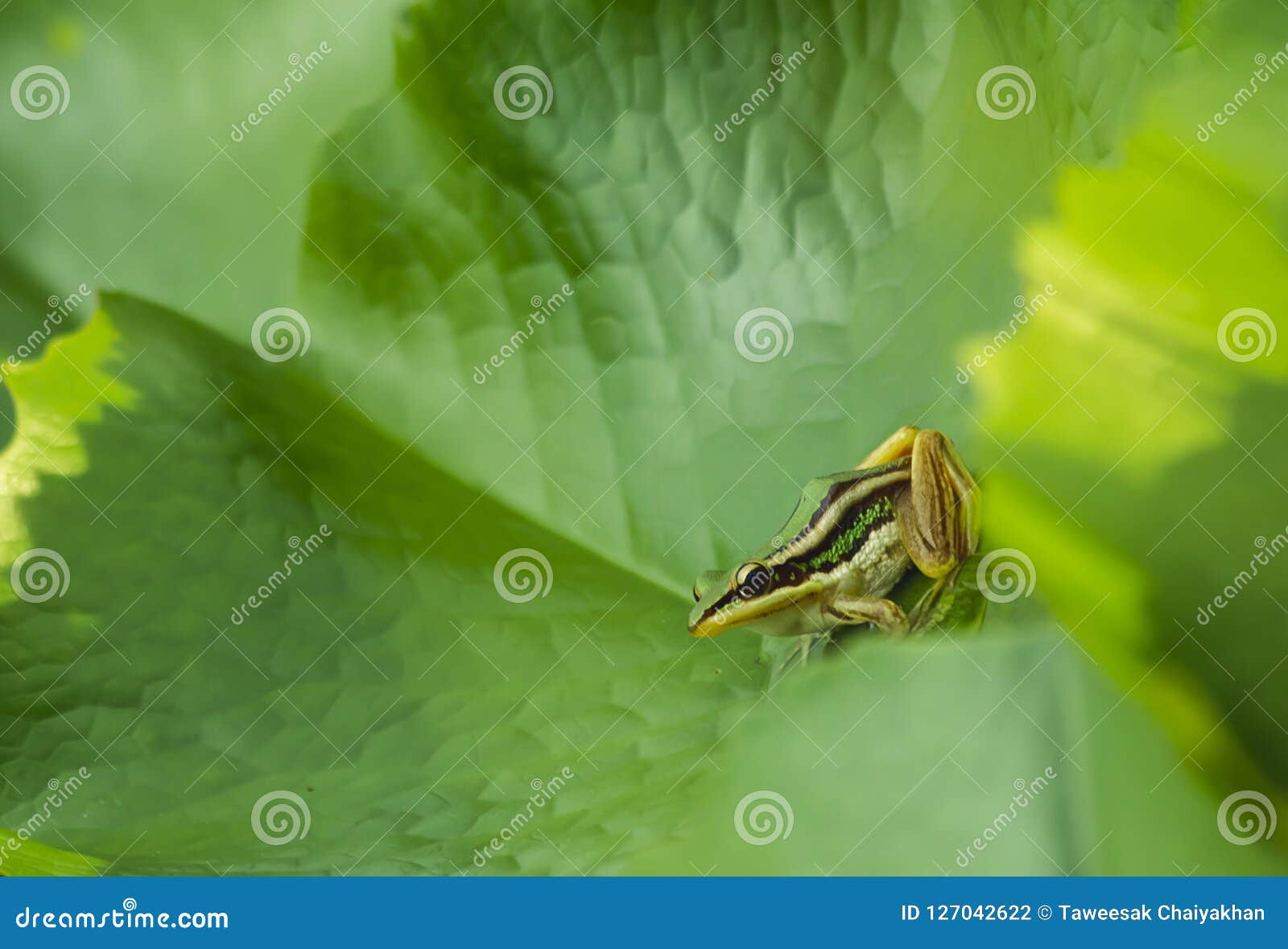 Green frog on lotus leaf stock photo. Image of fresh - 127042622