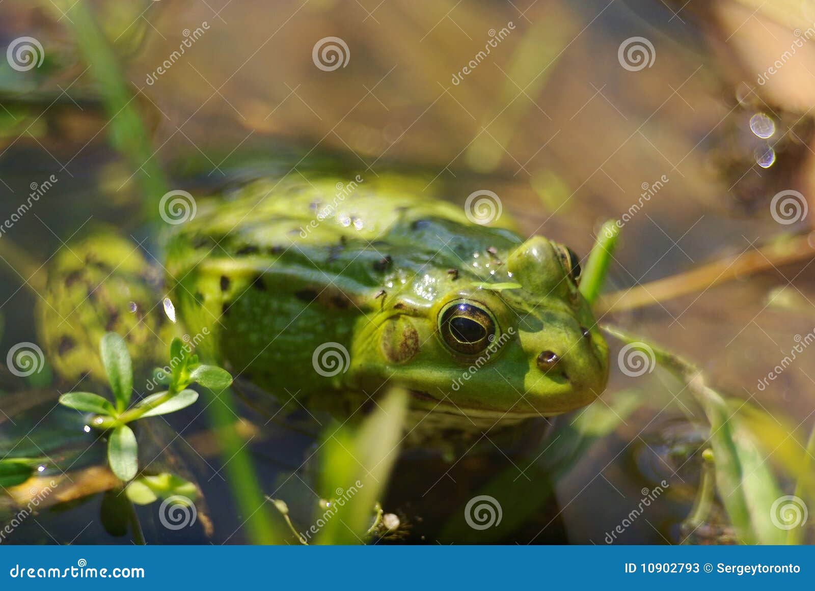 Green Frog Closeup Portrait Stock Image - Image of amphibian, darling ...