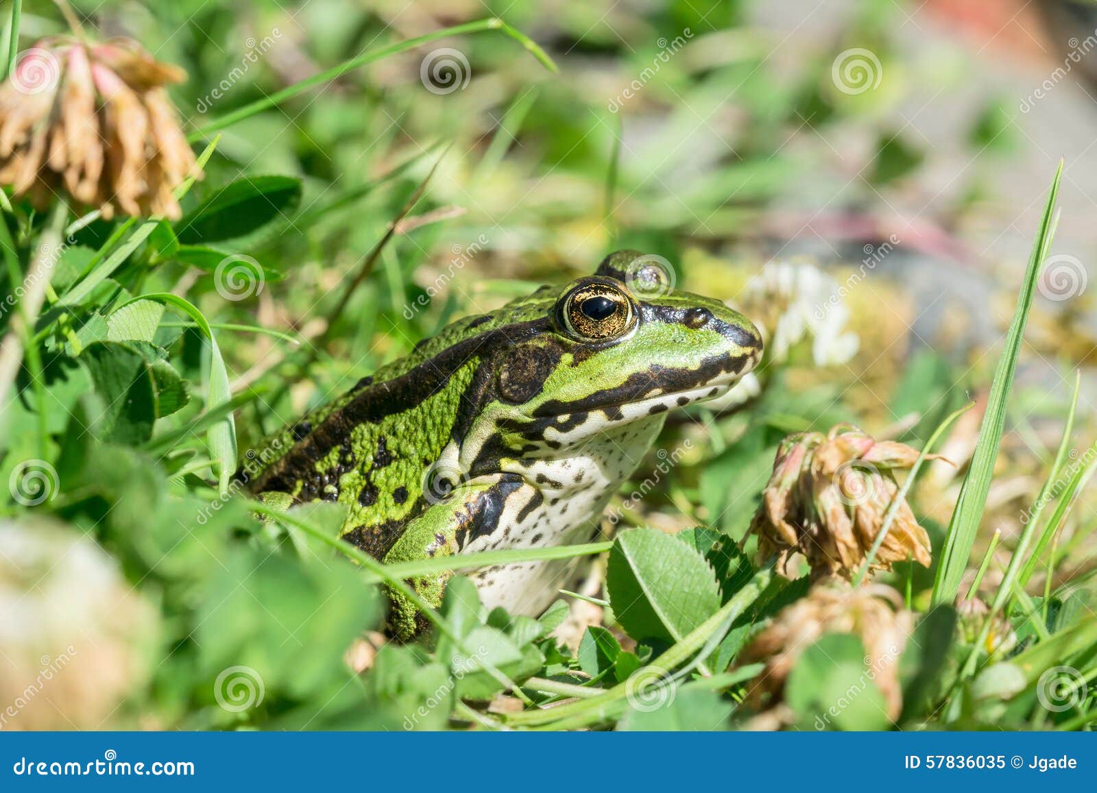 Green Frog in Clover and Grass Stock Image - Image of closeup, sitting ...