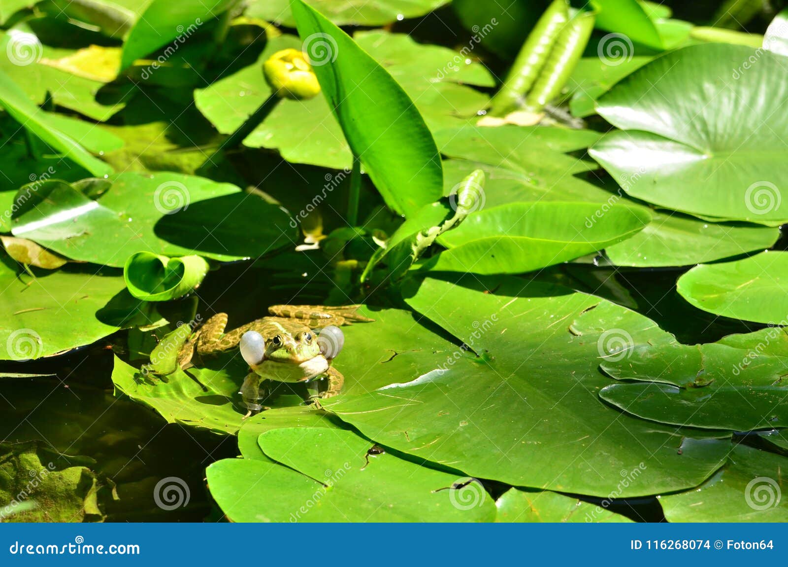 Green frog croaking stock photo. Image of lush, nature - 116268074