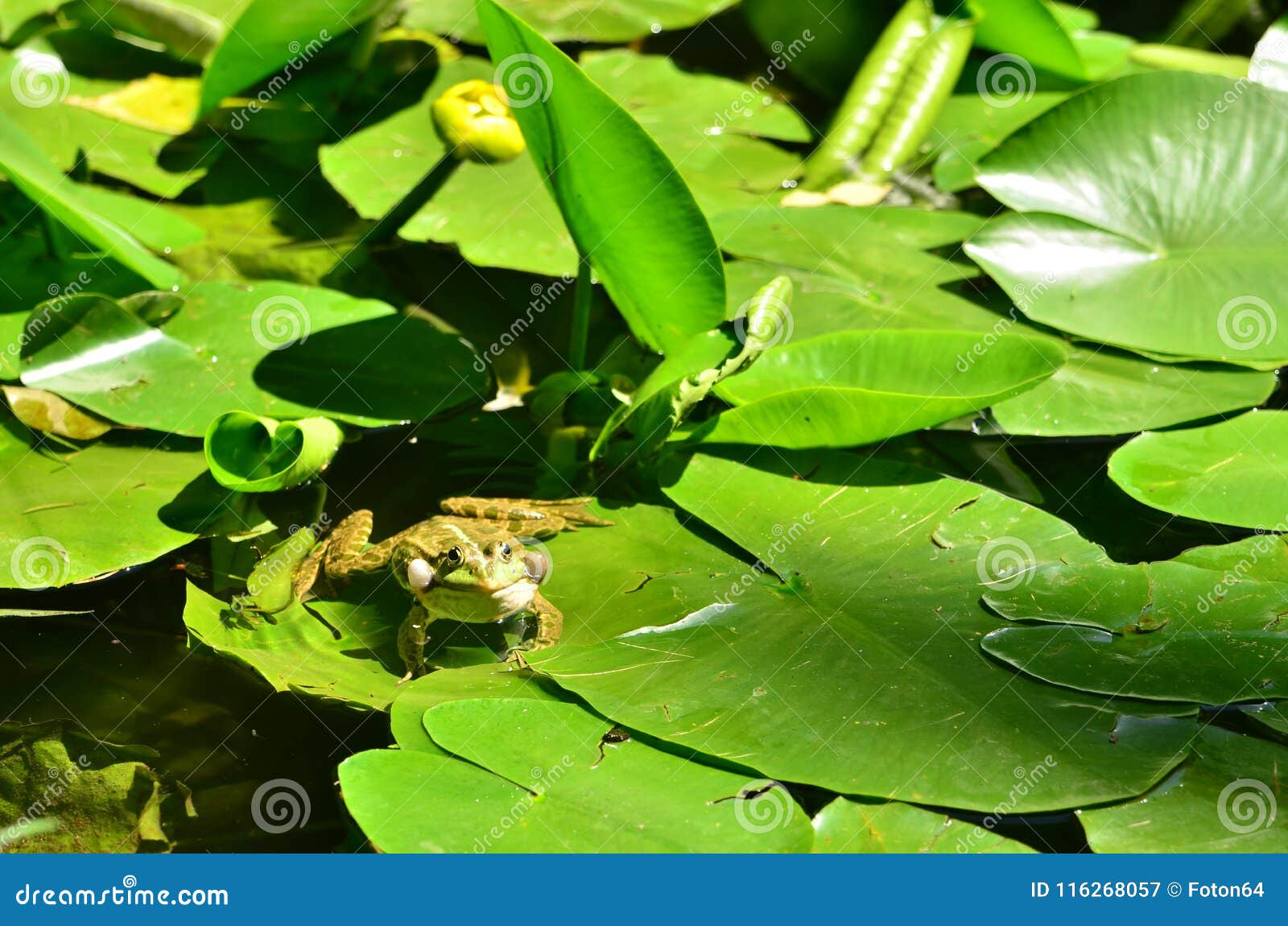 Green Frog Croaking, Green Pond Stock Image - Image of croaking ...