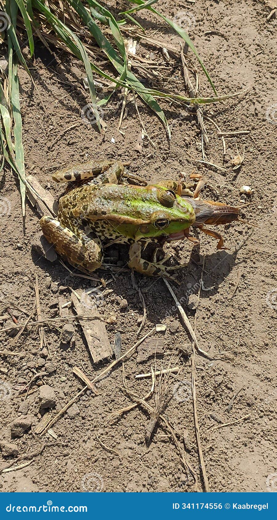 Green Frog Eats Mole Cricket. Frog with Mole Cricket in Its Mouth Stock ...