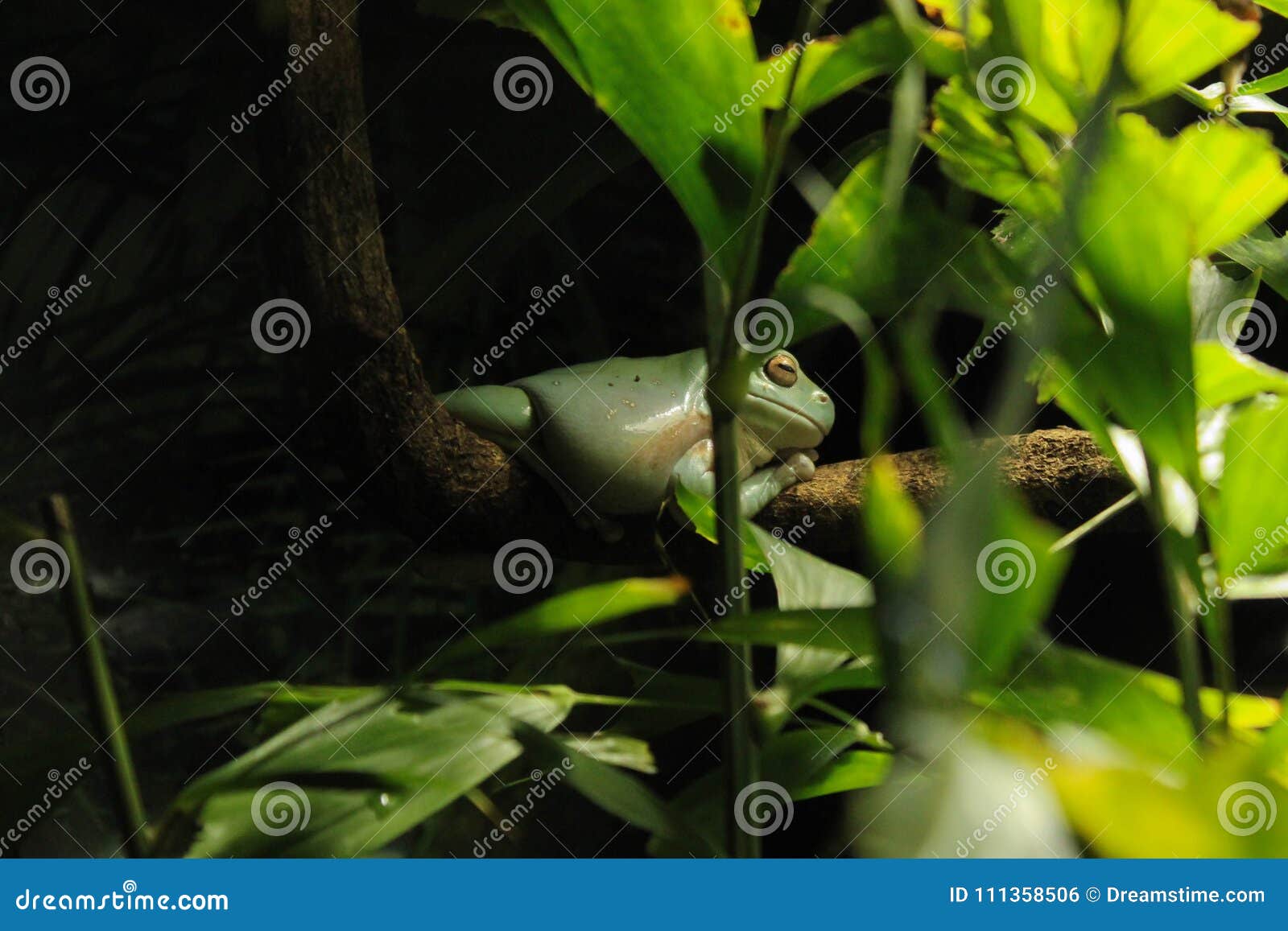 Frog sleep on the tree stock photo. Image of traveling - 111358506