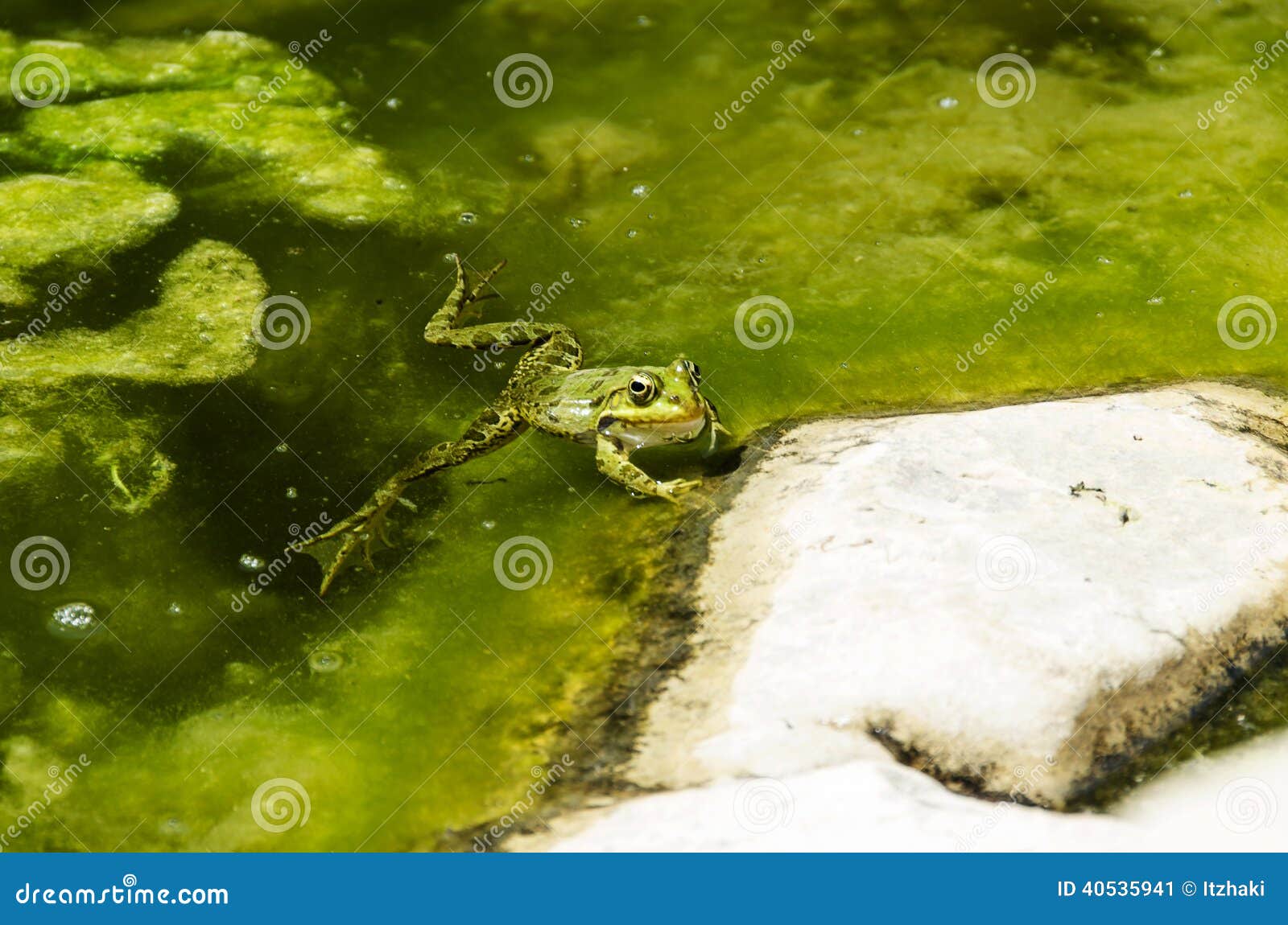 Green frog stock image. Image of frogs, pond, reptile - 40535941