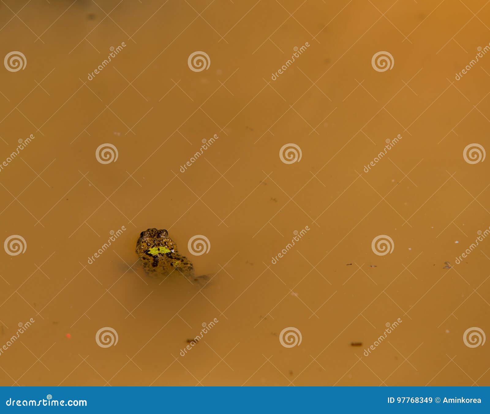 Green Frog Floating in Water. Stock Image - Image of amphibious, little ...