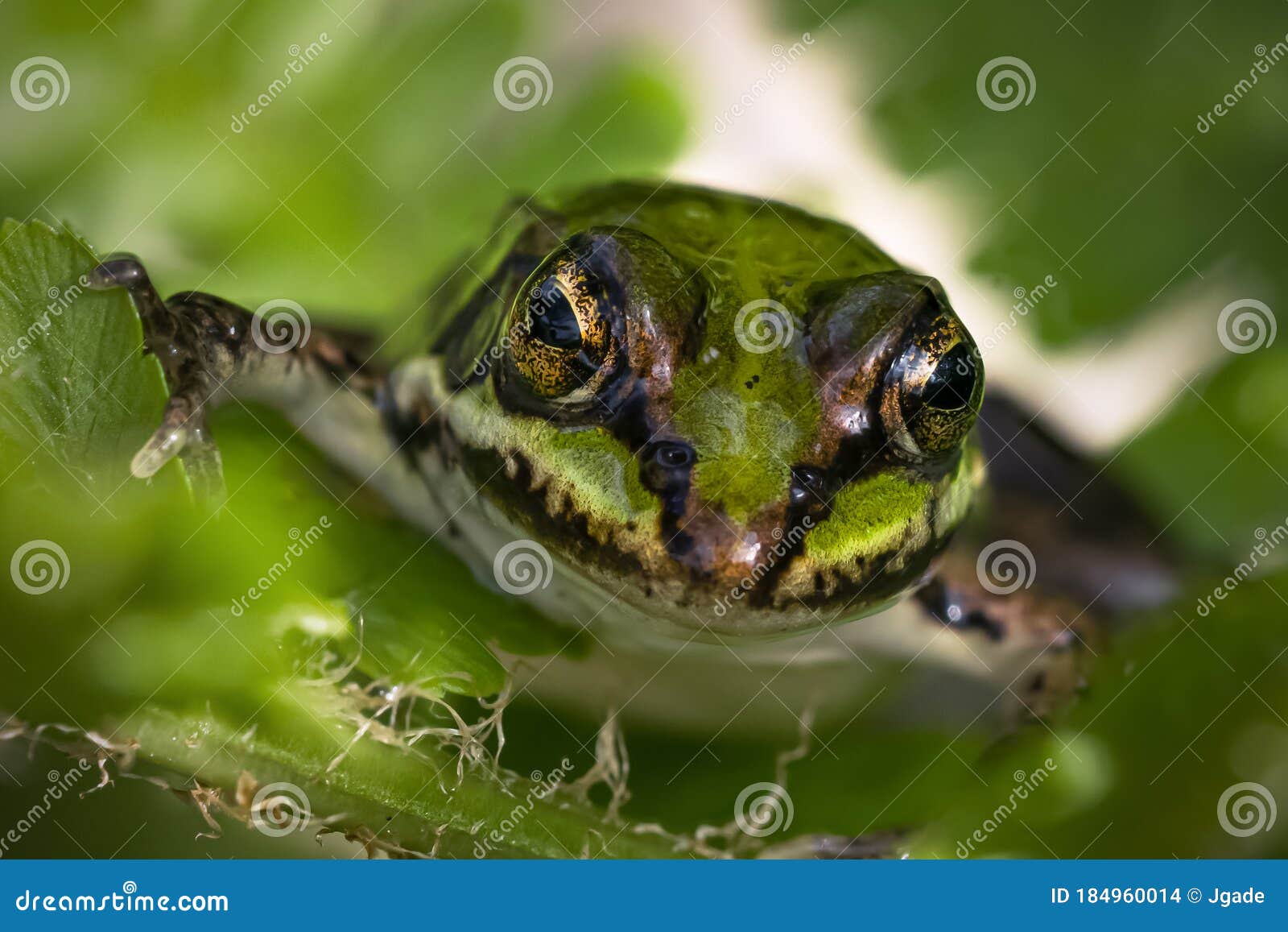 Green frog front view stock photo. Image of frog, head - 184960014
