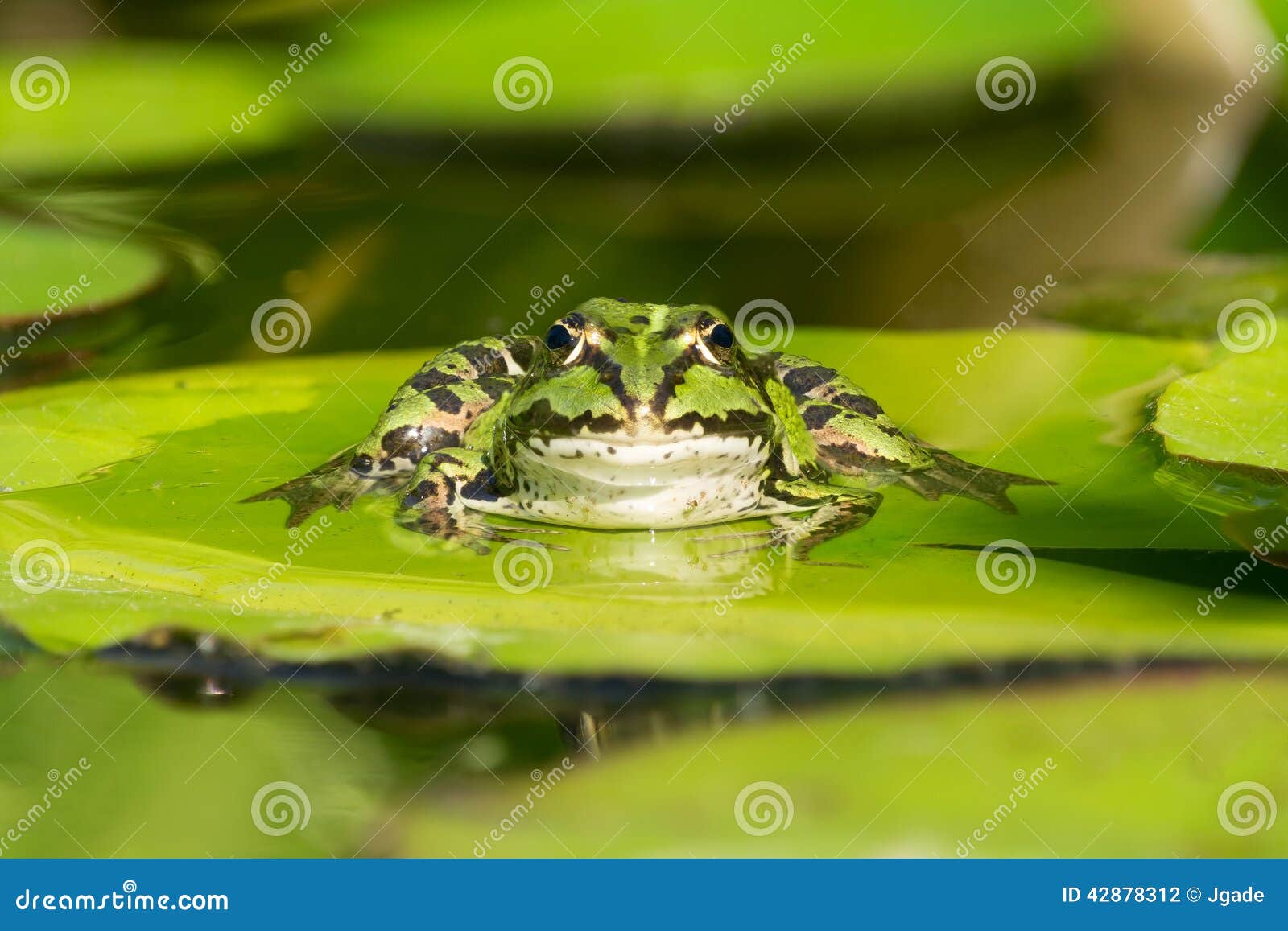 Green frog front view stock photo. Image of animal, wildlife - 42878312