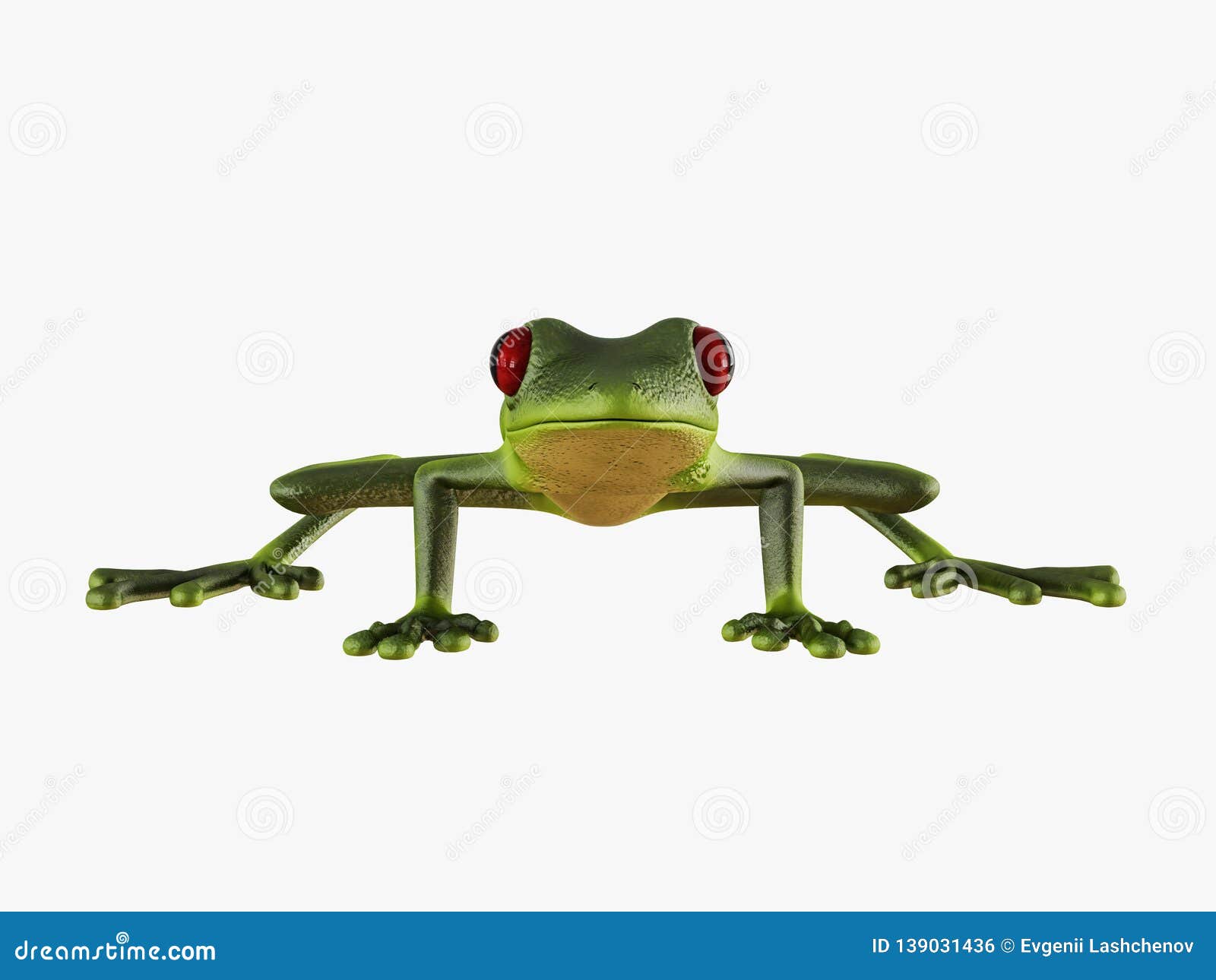Frog In Front Of A Dumbbell Lifts Royalty-Free Stock Image ...