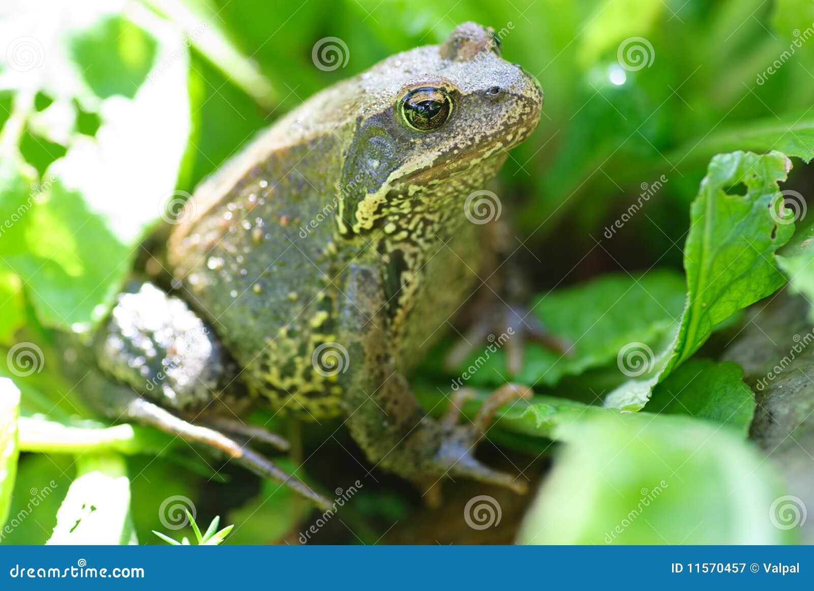 Green frog on grass stock image. Image of macro, snout - 11570457