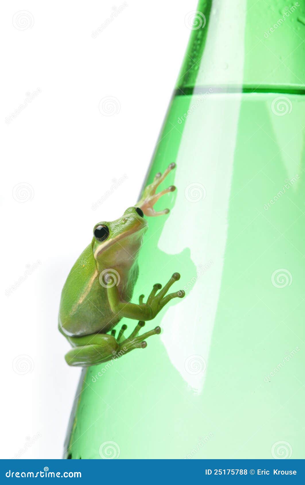 Green Frog on Green Bottle stock photo. Image of leaf - 25175788
