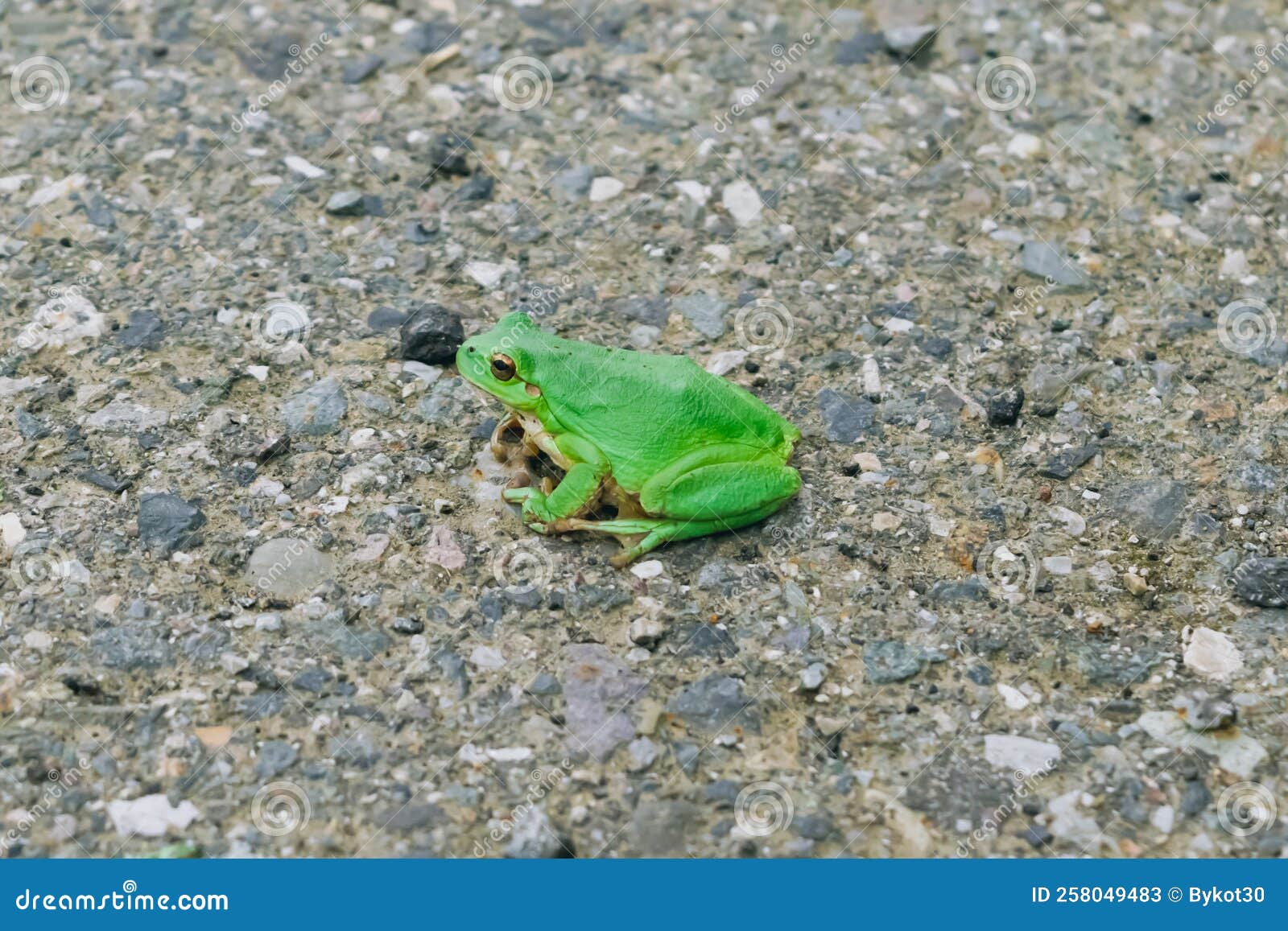 Green frog on the ground. stock image. Image of macro - 258049483