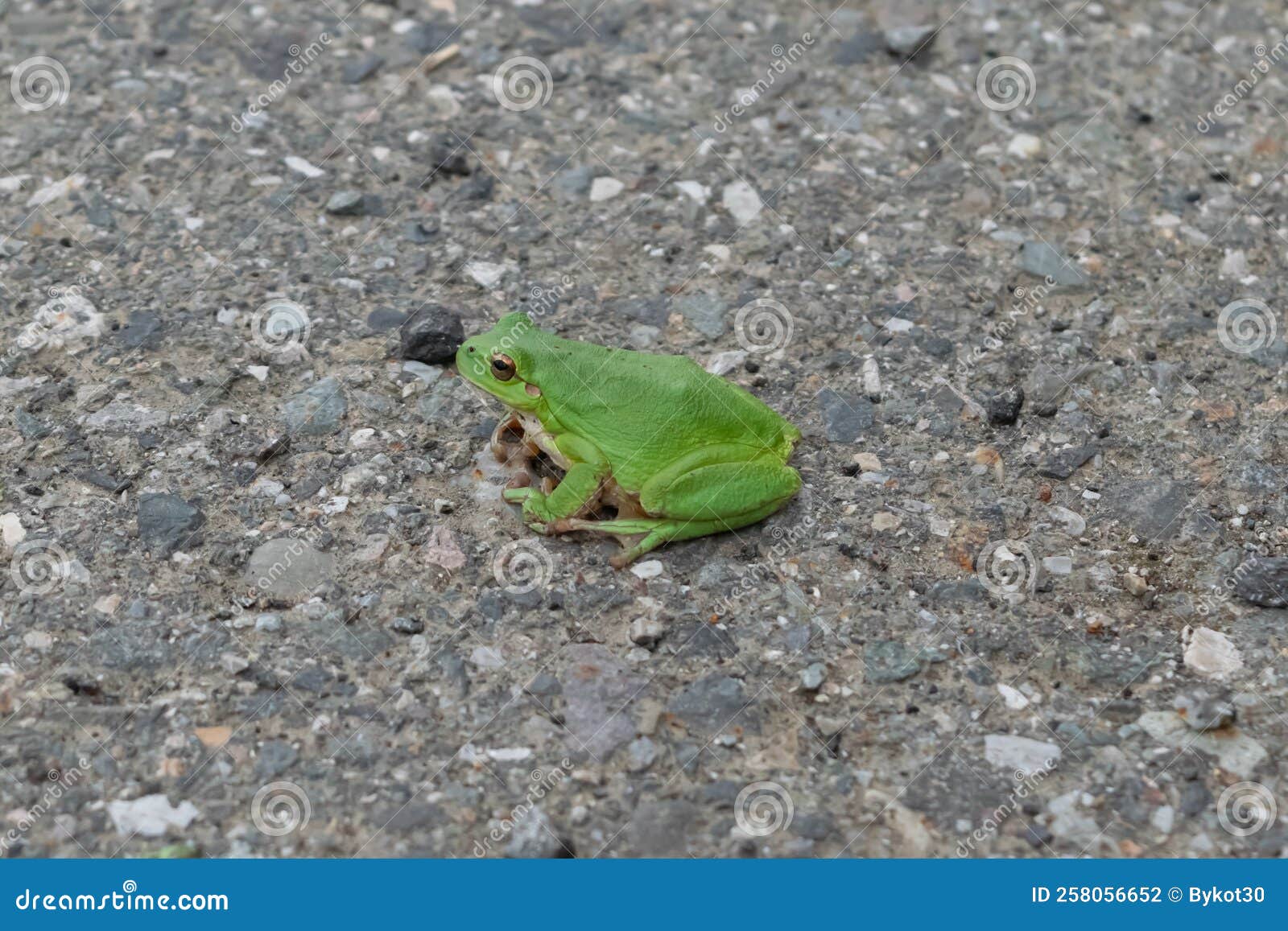 Green frog on the ground. stock photo. Image of outdoor - 258056652