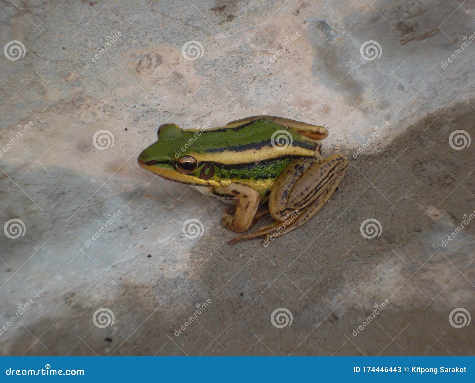 A green frog on the ground stock image. Image of turtle - 174446443