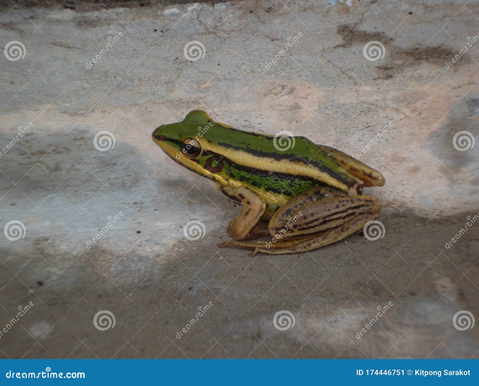 A green frog on the ground stock image. Image of amphibian - 174446751