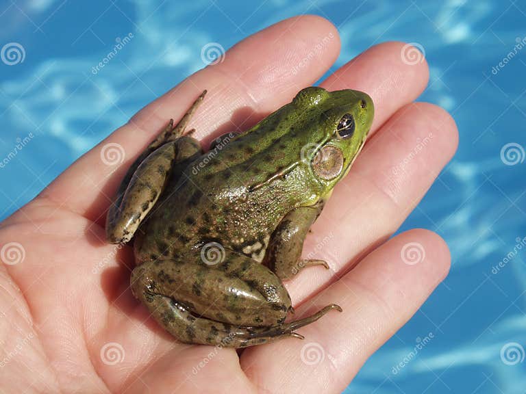 Green Frog in Hand stock image. Image of chlorine, creature - 1223193