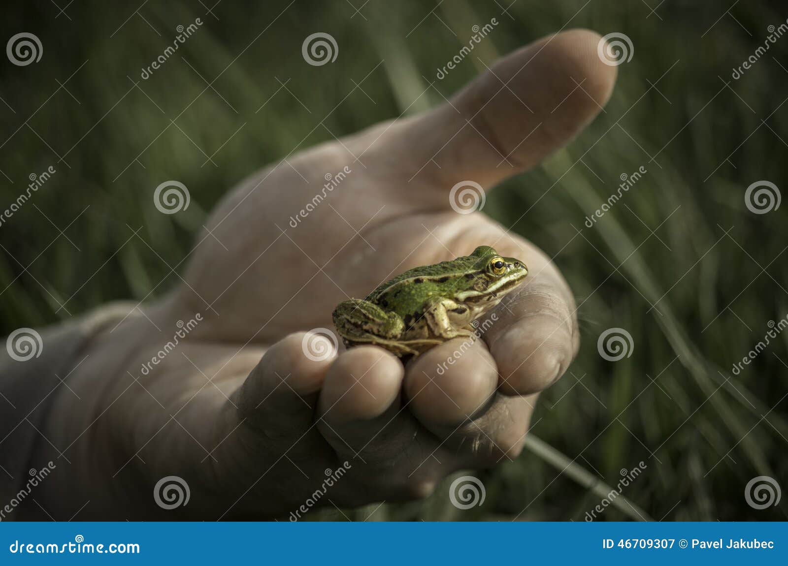 Green frog on the hand stock image. Image of waiting - 46709307