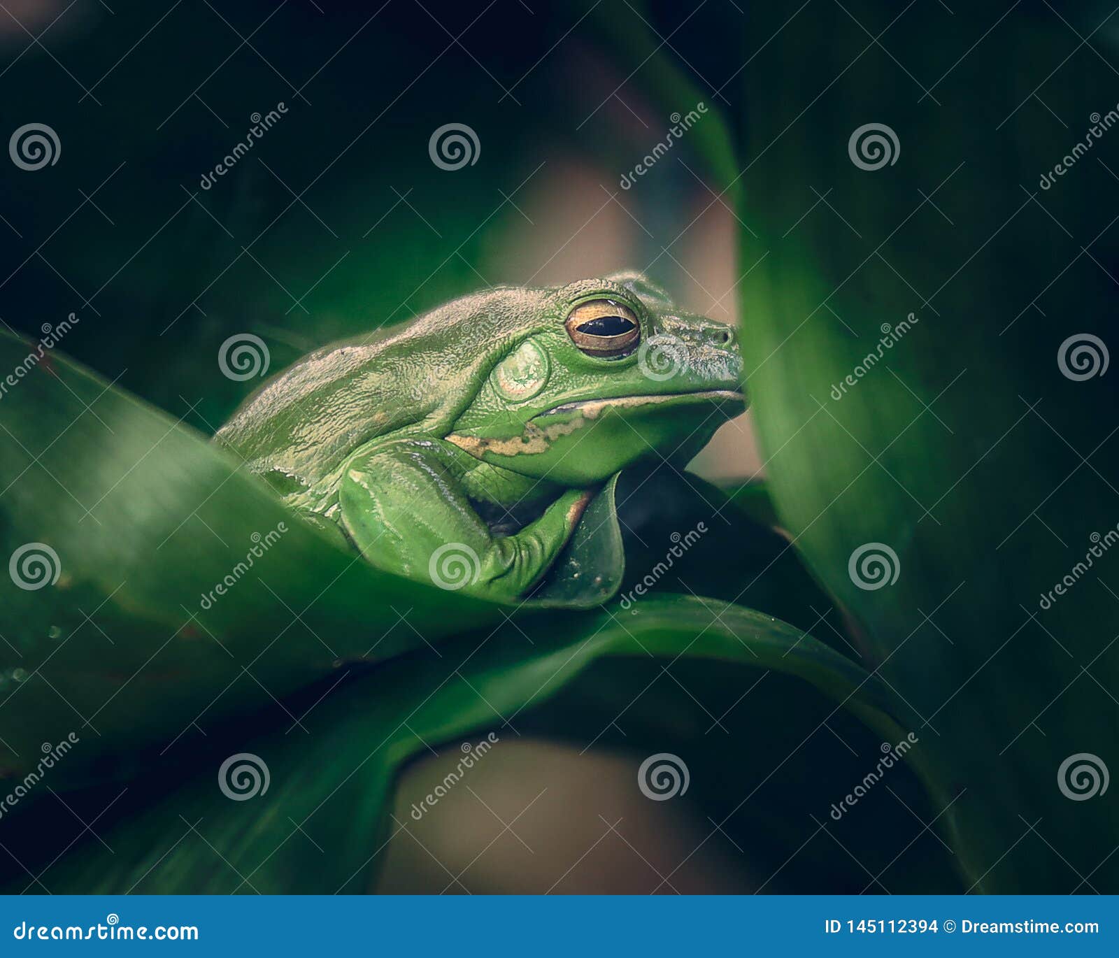 Green Frog Hiding Behind Leaves Stock Photo - Image of environmental ...