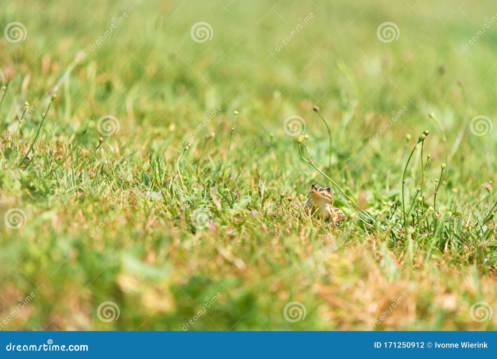 Green frog hiding in grass stock photo. Image of single - 171250912