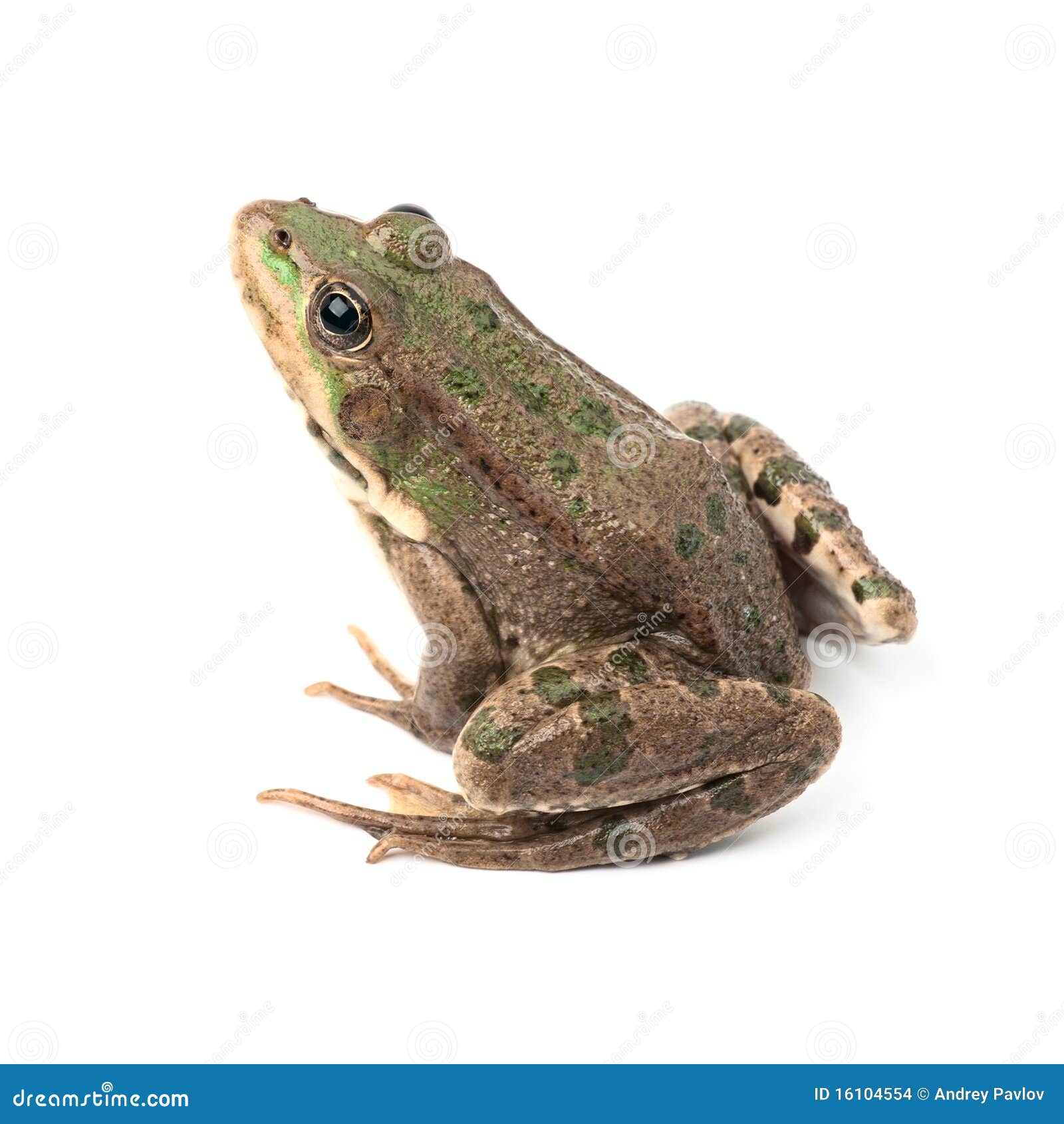 Green Frog Mating In The Wetlands. Spring And Reproduction Of ...