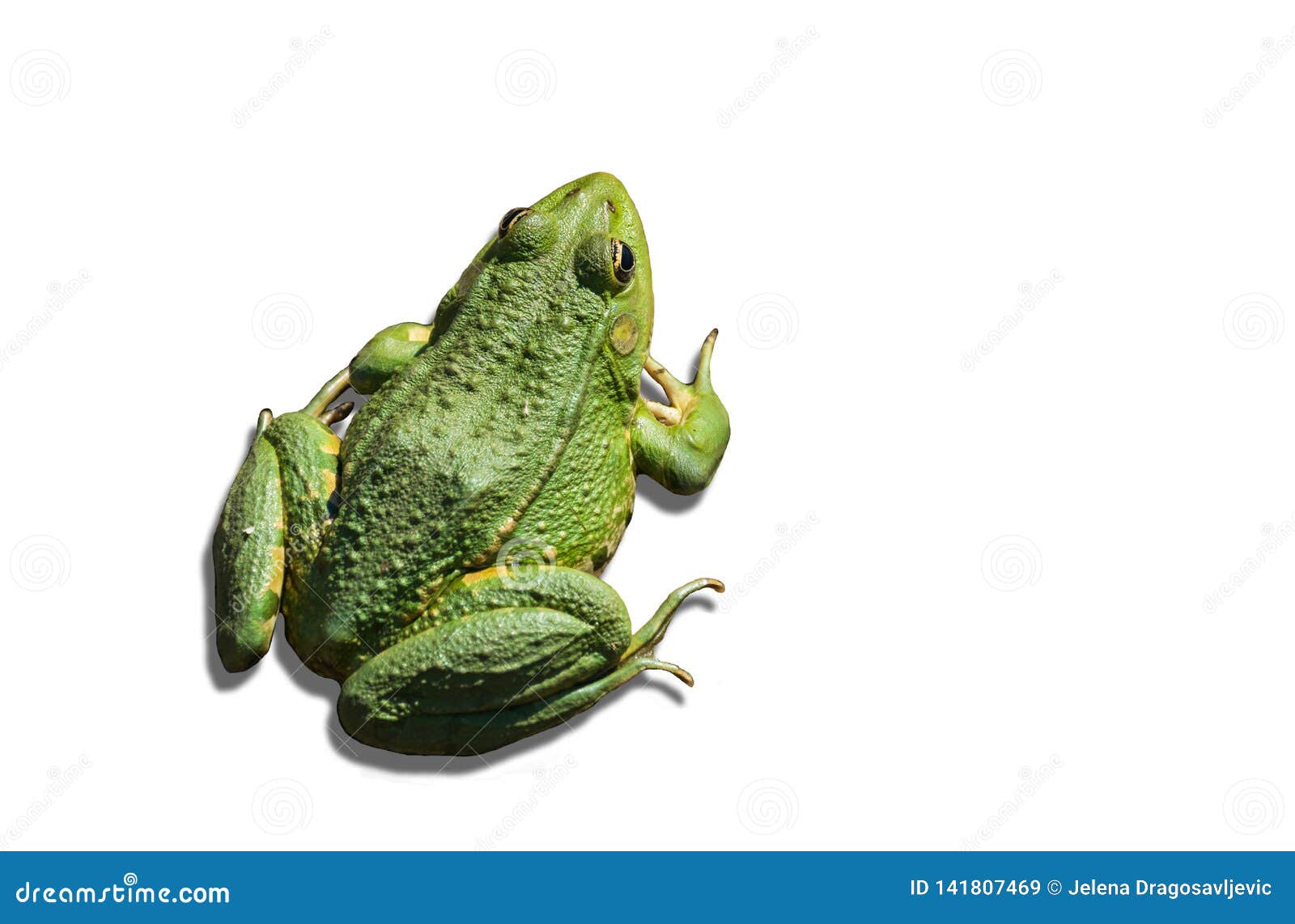 Green Frog Isolated on White Background. Stock Image - Image of fauna ...