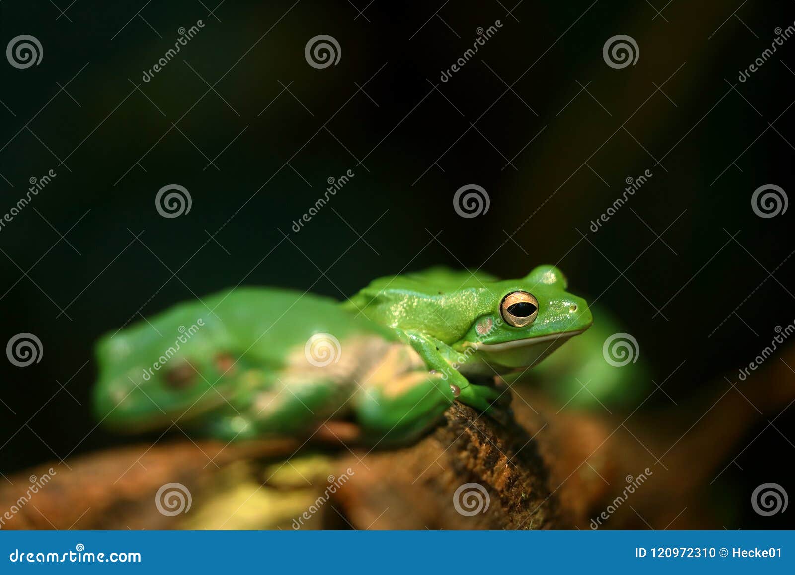 Green frog in the jungle stock photo. Image of animal - 120972310