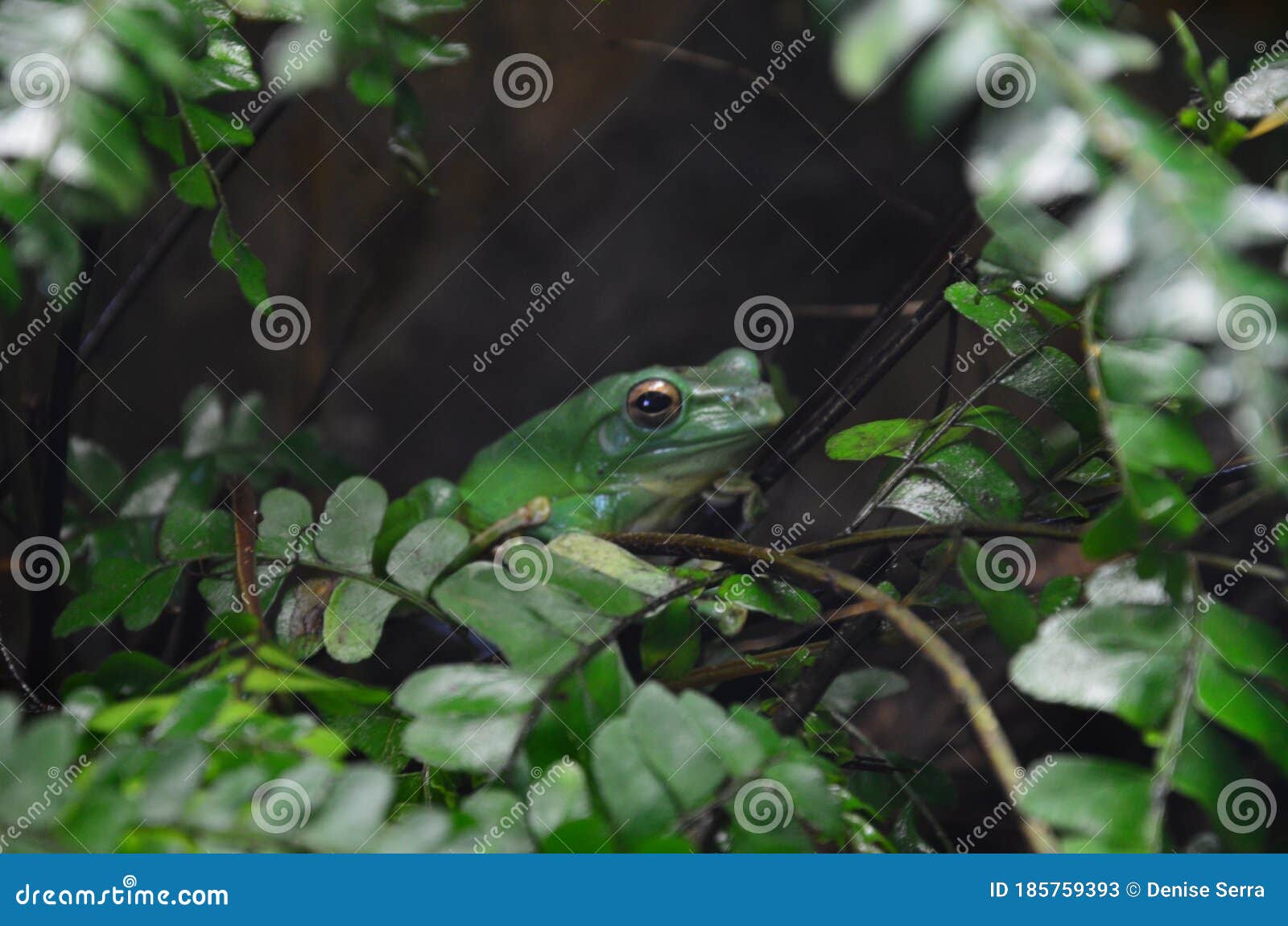 197 Frog Laying Photos - Free & Royalty-Free Stock Photos from Dreamstime